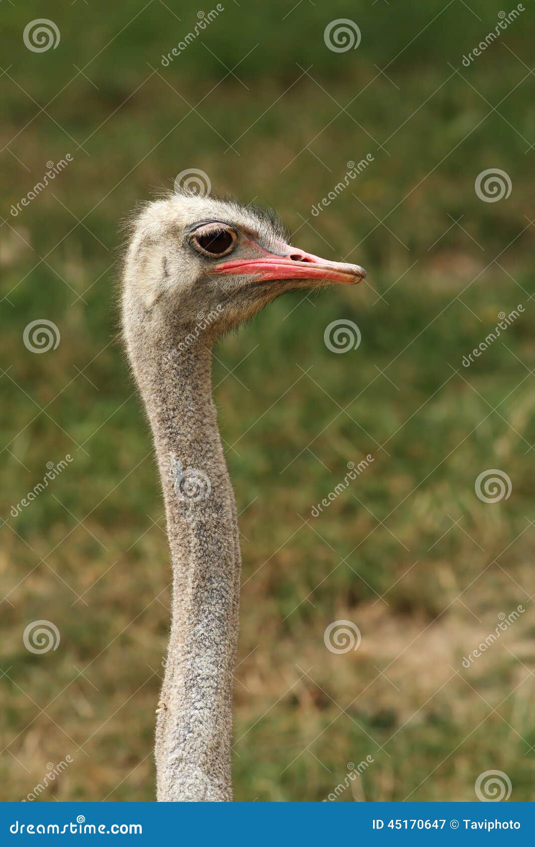 Ostrich long neck stock image. Image of inquisitive, face - 45170647