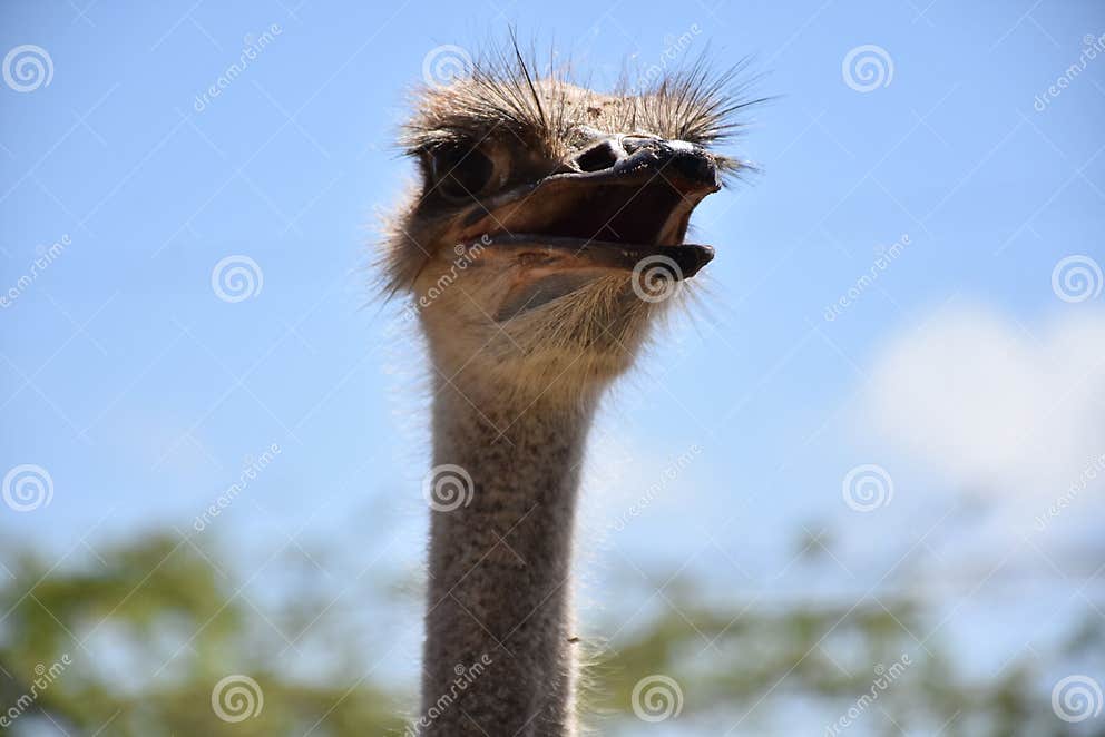 Ostrich with a Long Neck on a Spring Day Stock Photo - Image of upclose ...