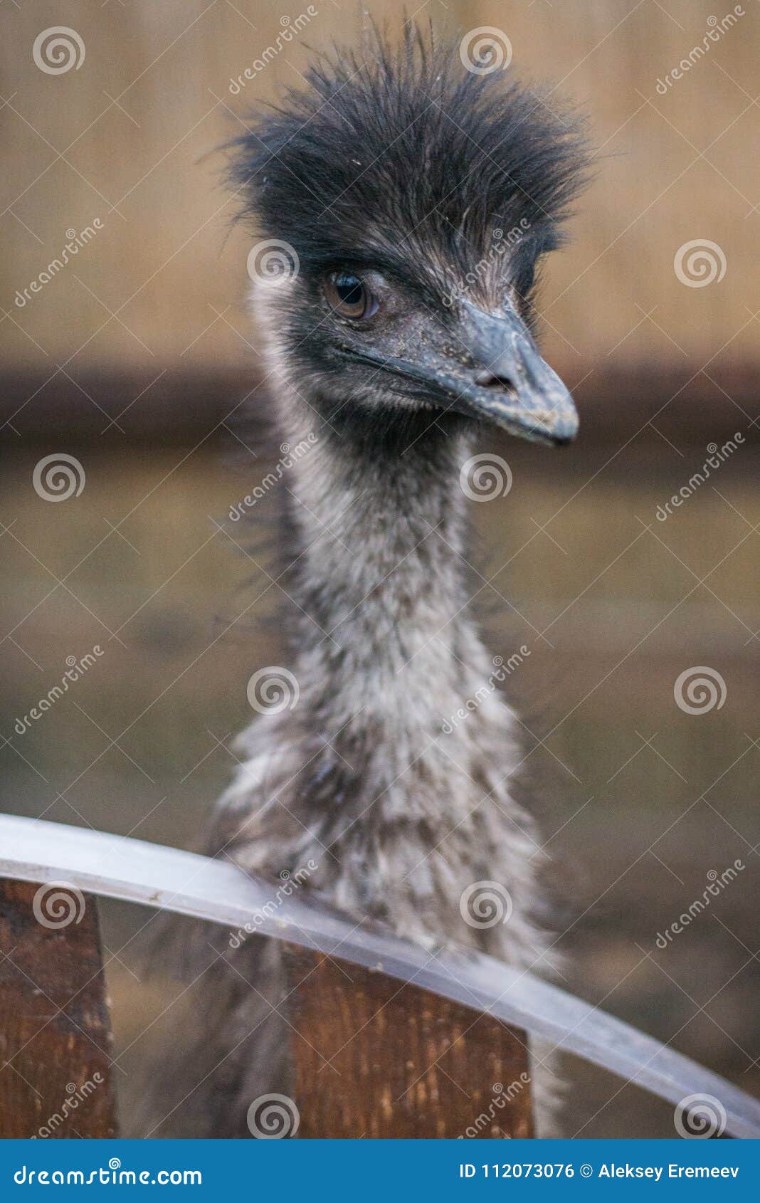 Ostrich looks at the frame stock photo. Image of chickenlegs - 112073076