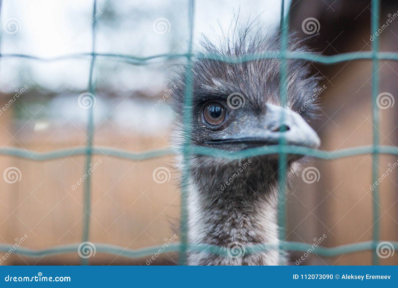 Ostrich looks at the frame stock photo. Image of background - 112073090