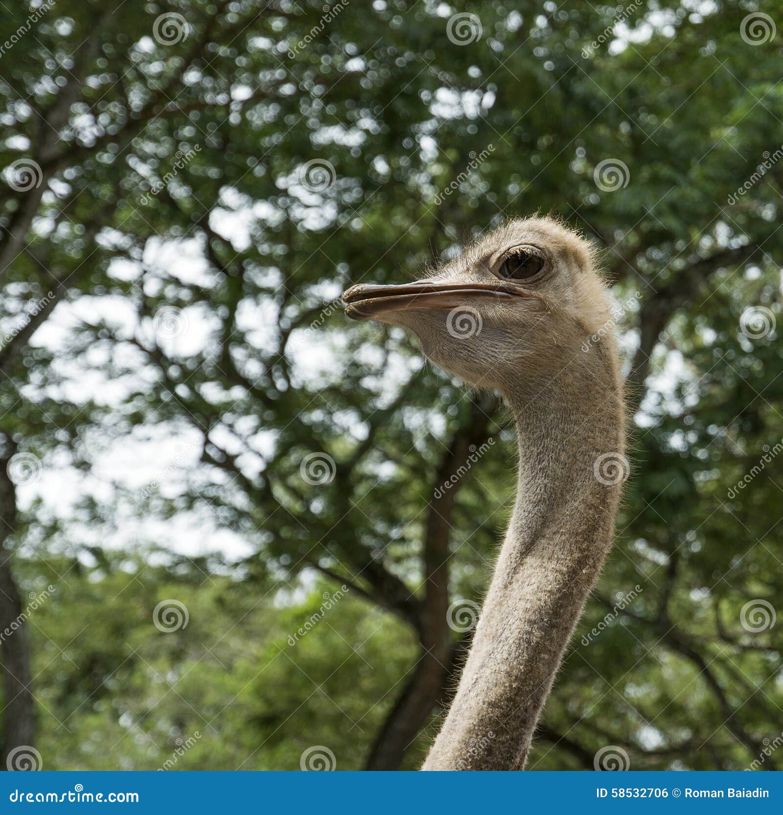 Ostrich looks stock photo. Image of head, looking, wildlife - 58532706