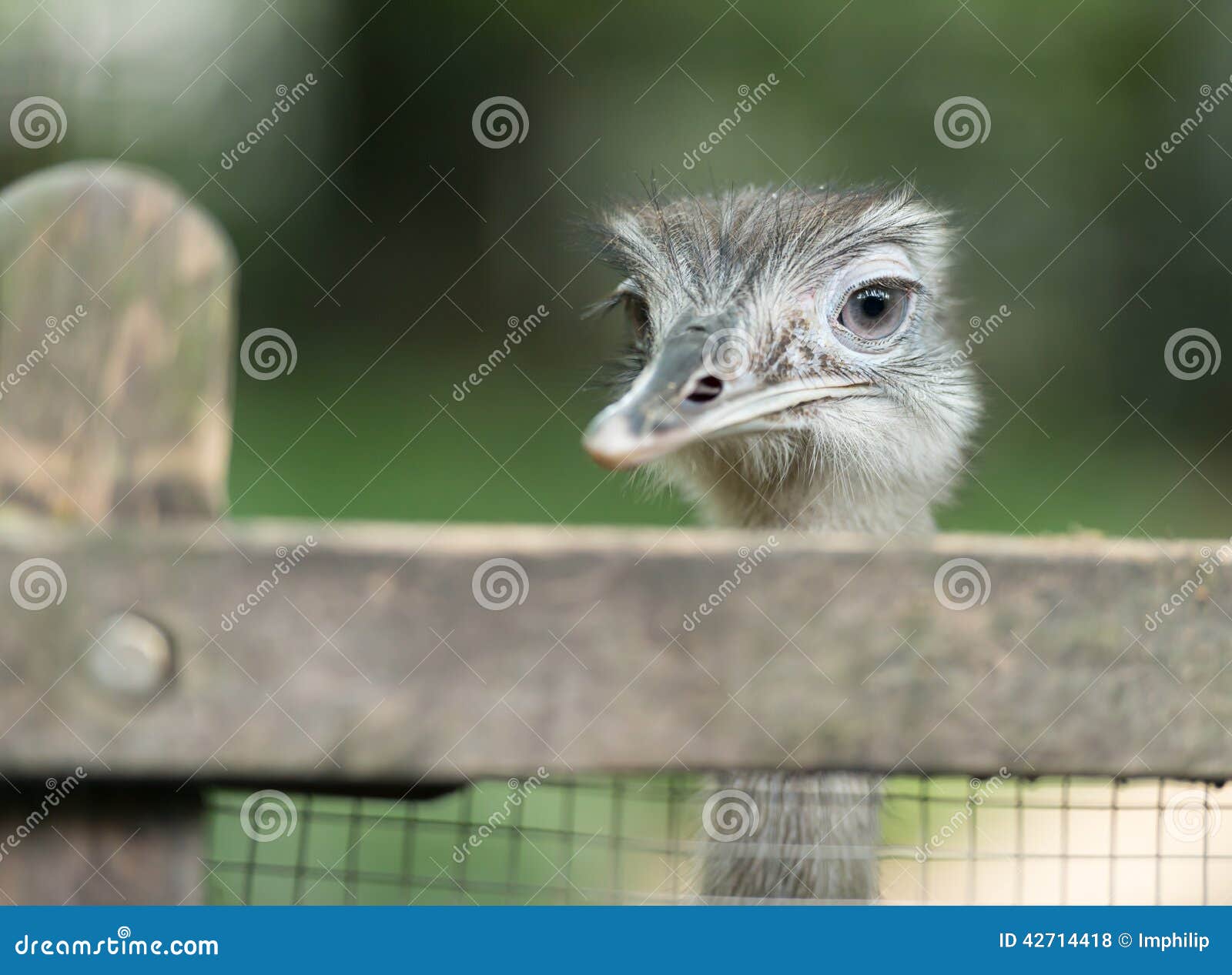 Ostrich stock photo. Image of country, looks, crawl, face - 42714418