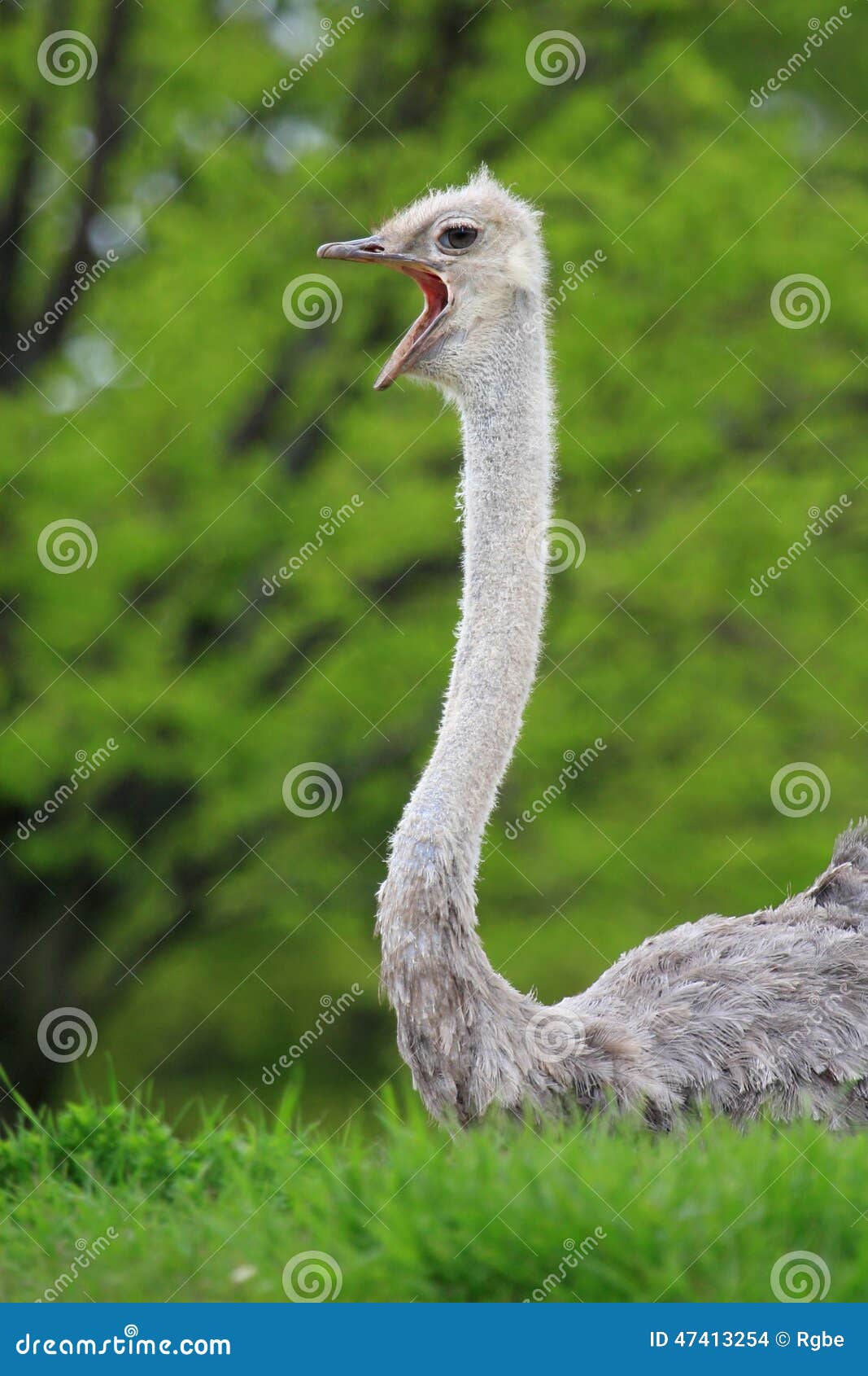 Ostrich stock photo. Image of profile, nature, wildlife - 47413254