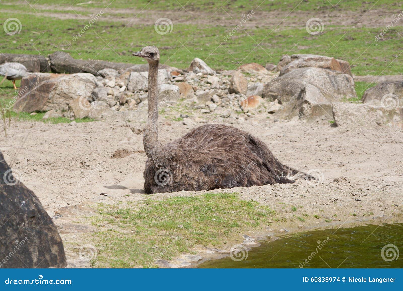 Ostrich stock photo. Image of african, neck, greatest - 60838974
