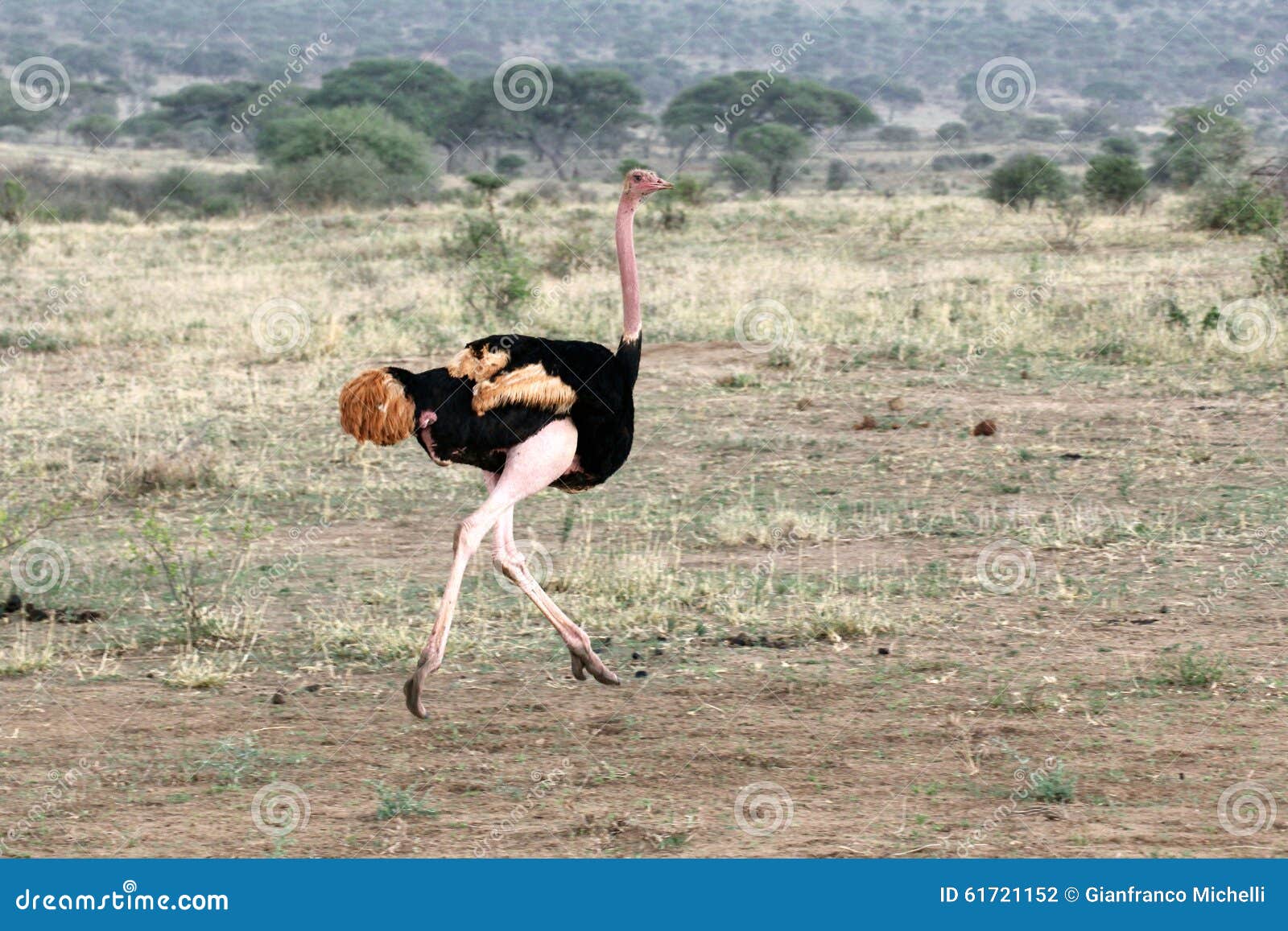 Ostrich Male Running stock photo. Image of farm, birds - 61721152