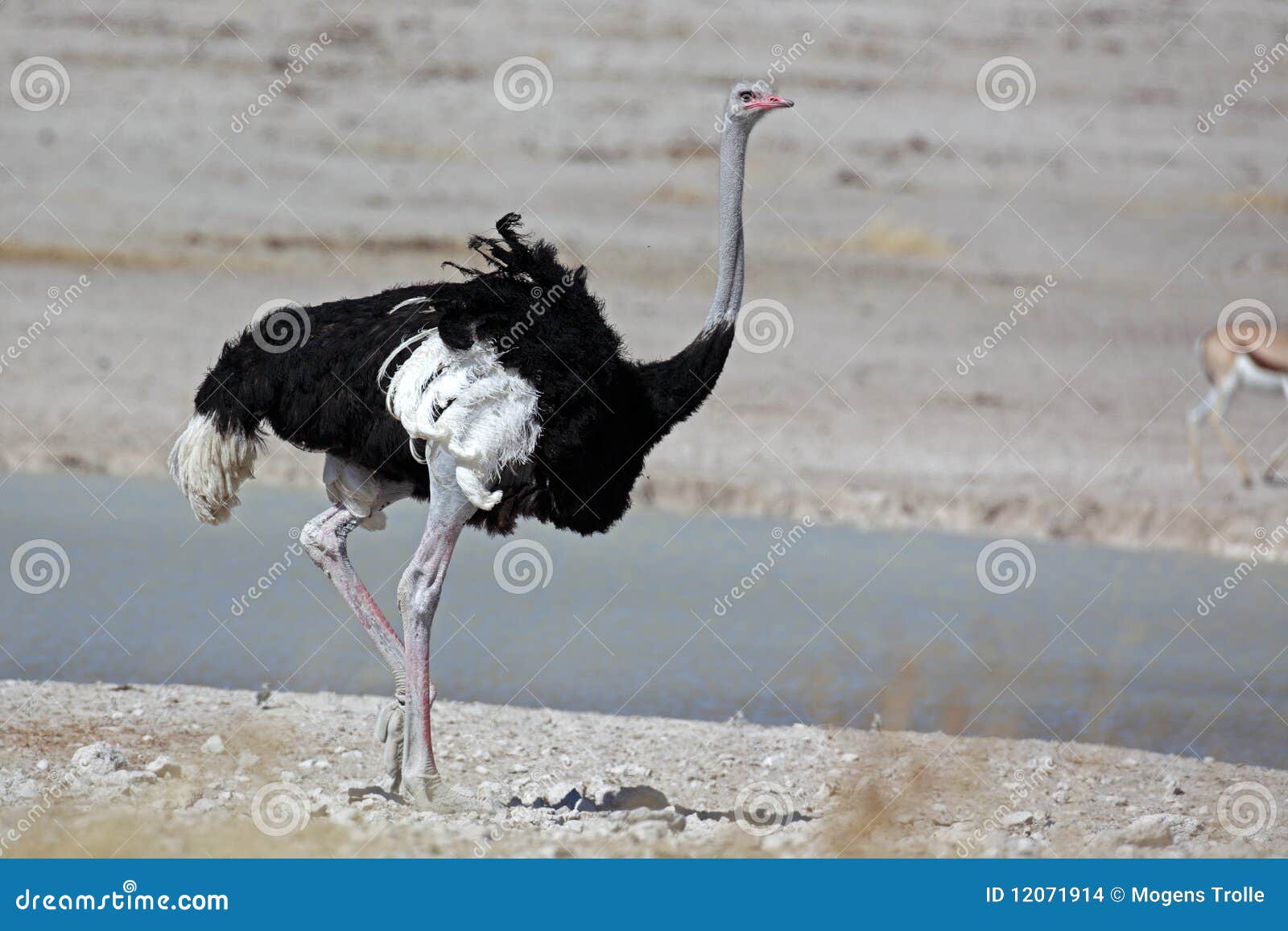 Ostrich Male Showing White in Wings Stock Photo - Image of park ...