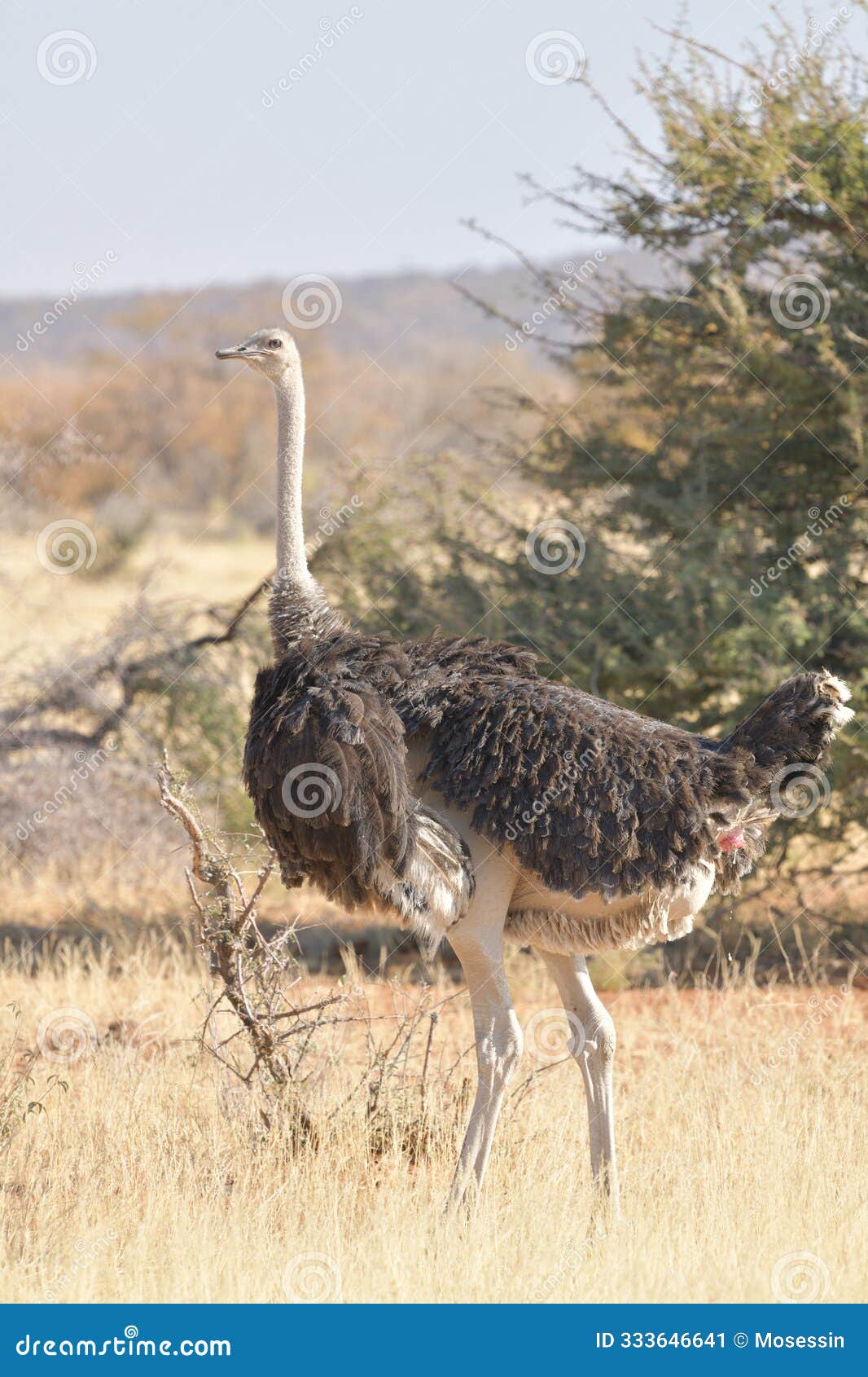 Ostrich Namibia Desert Winter Natural Environment Stock Image - Image ...