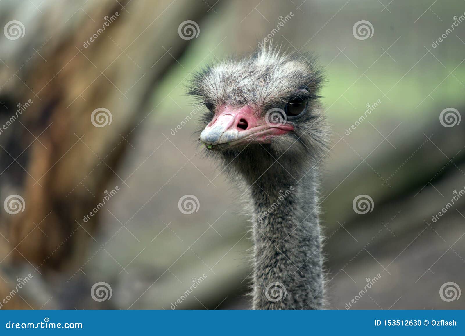 The Ostrich is Native To Africa Stock Photo - Image of surprise ...