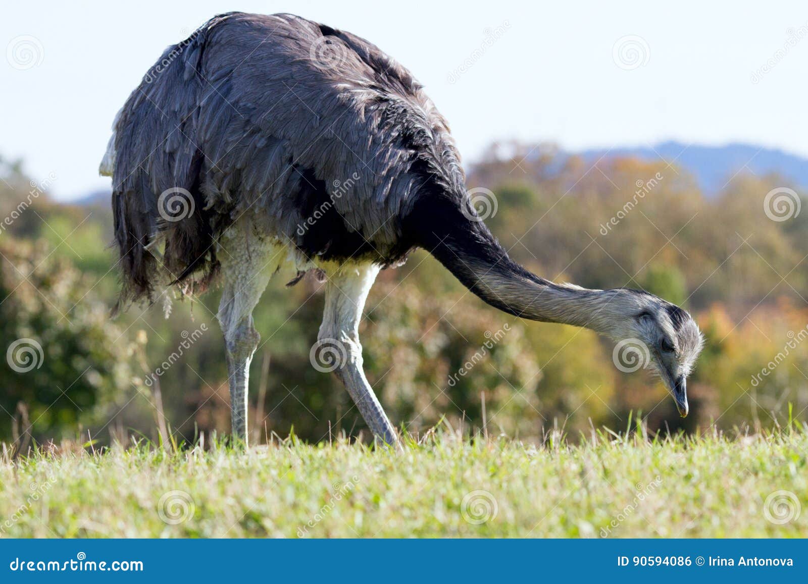 Ostrich at the Nature Reserve Stock Photo - Image of fauna, animal ...