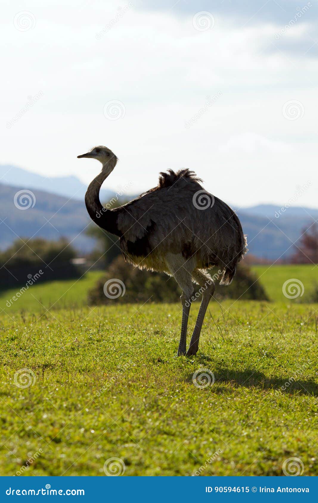 Ostrich at the Nature Reserve Stock Image - Image of safari, farm: 90594615