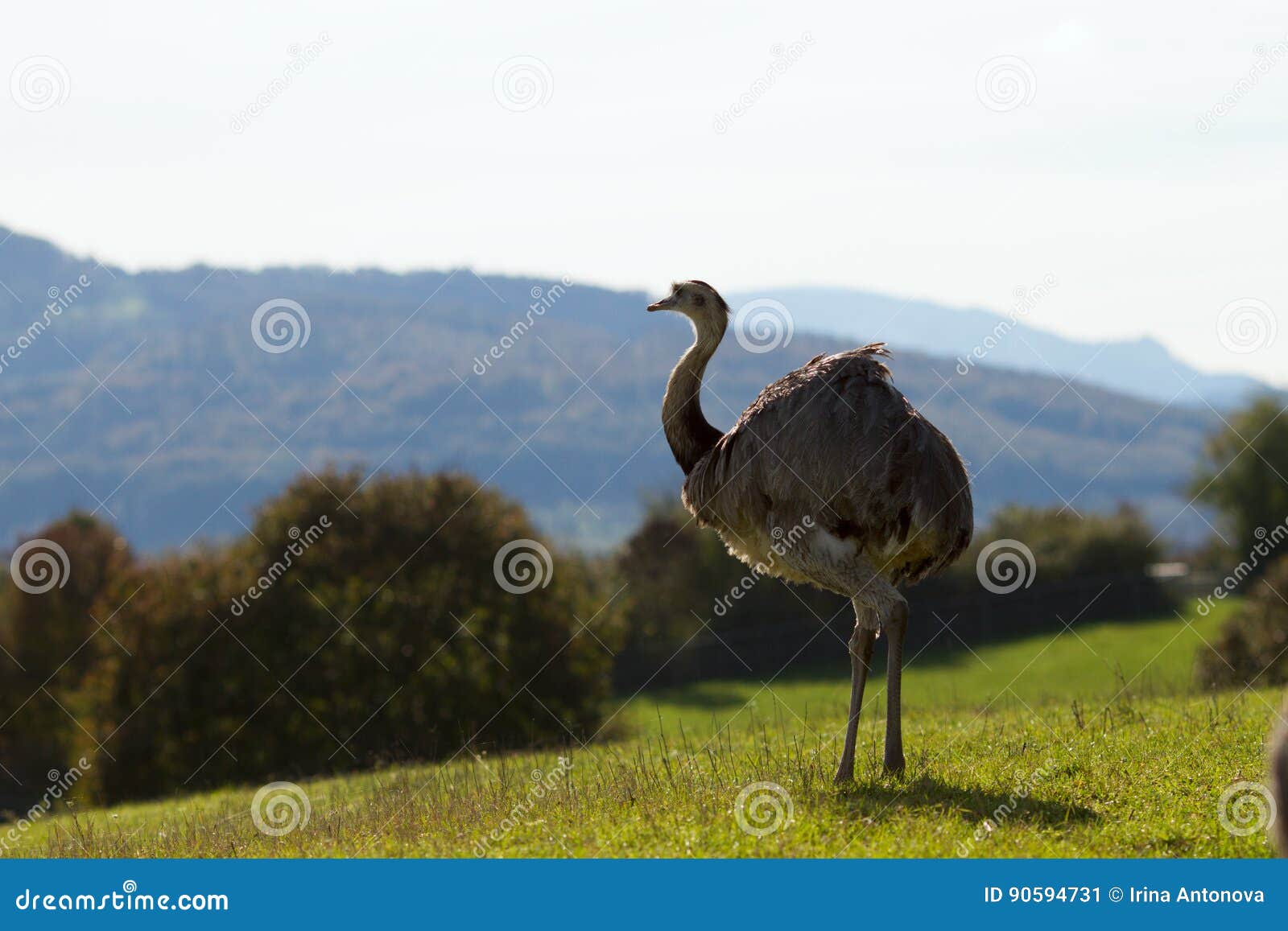 Ostrich at the Nature Reserve Stock Image - Image of fauna, natural ...