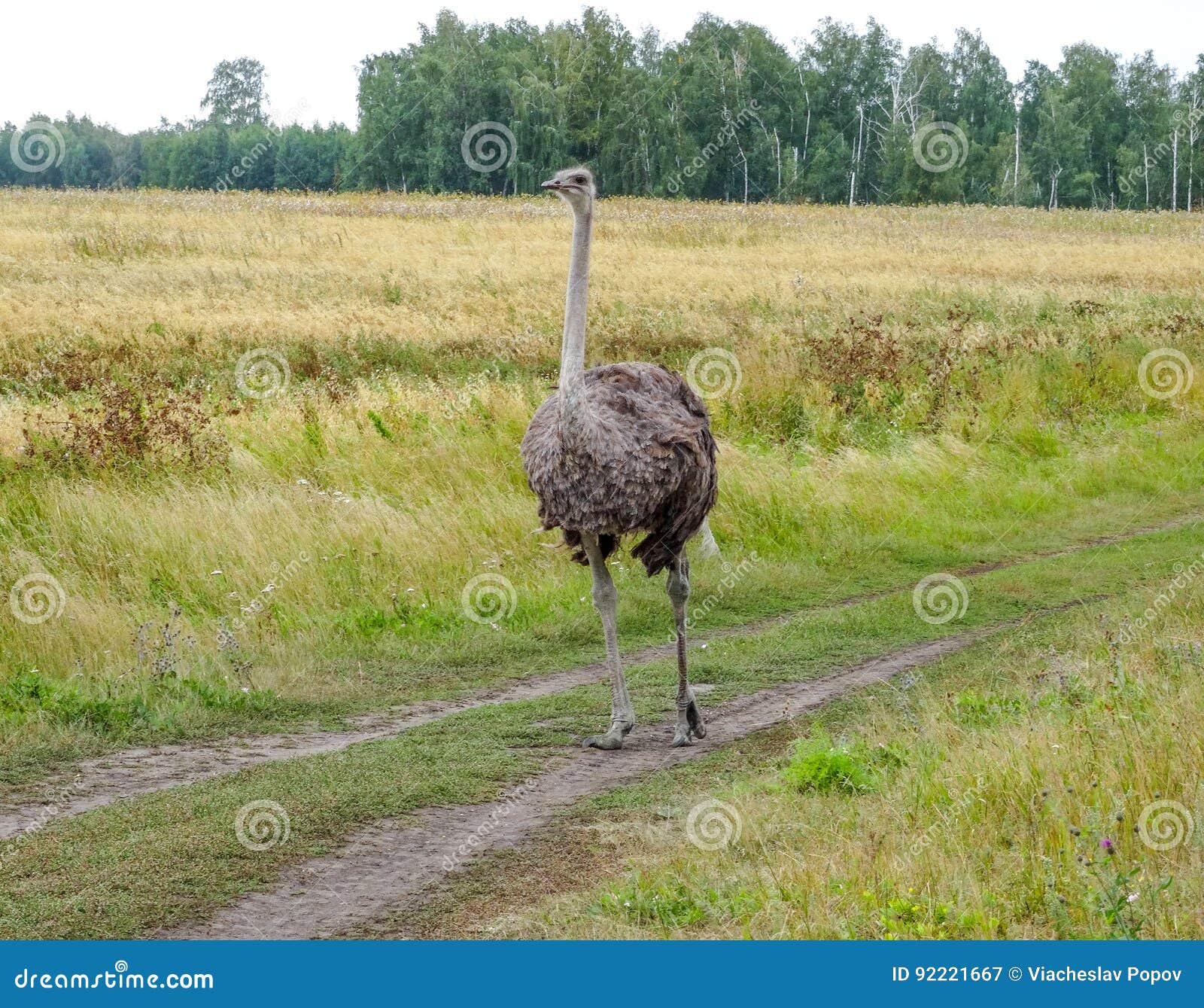 Ostrich at the nature stock image. Image of large, front - 92221667