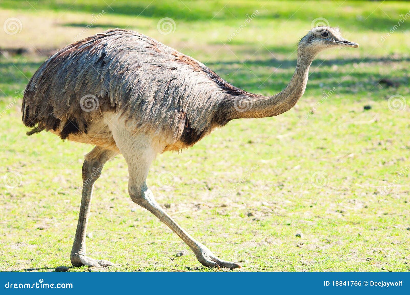 Ostrich in Nature. Struthio Camelus Stock Photo - Image of tall ...