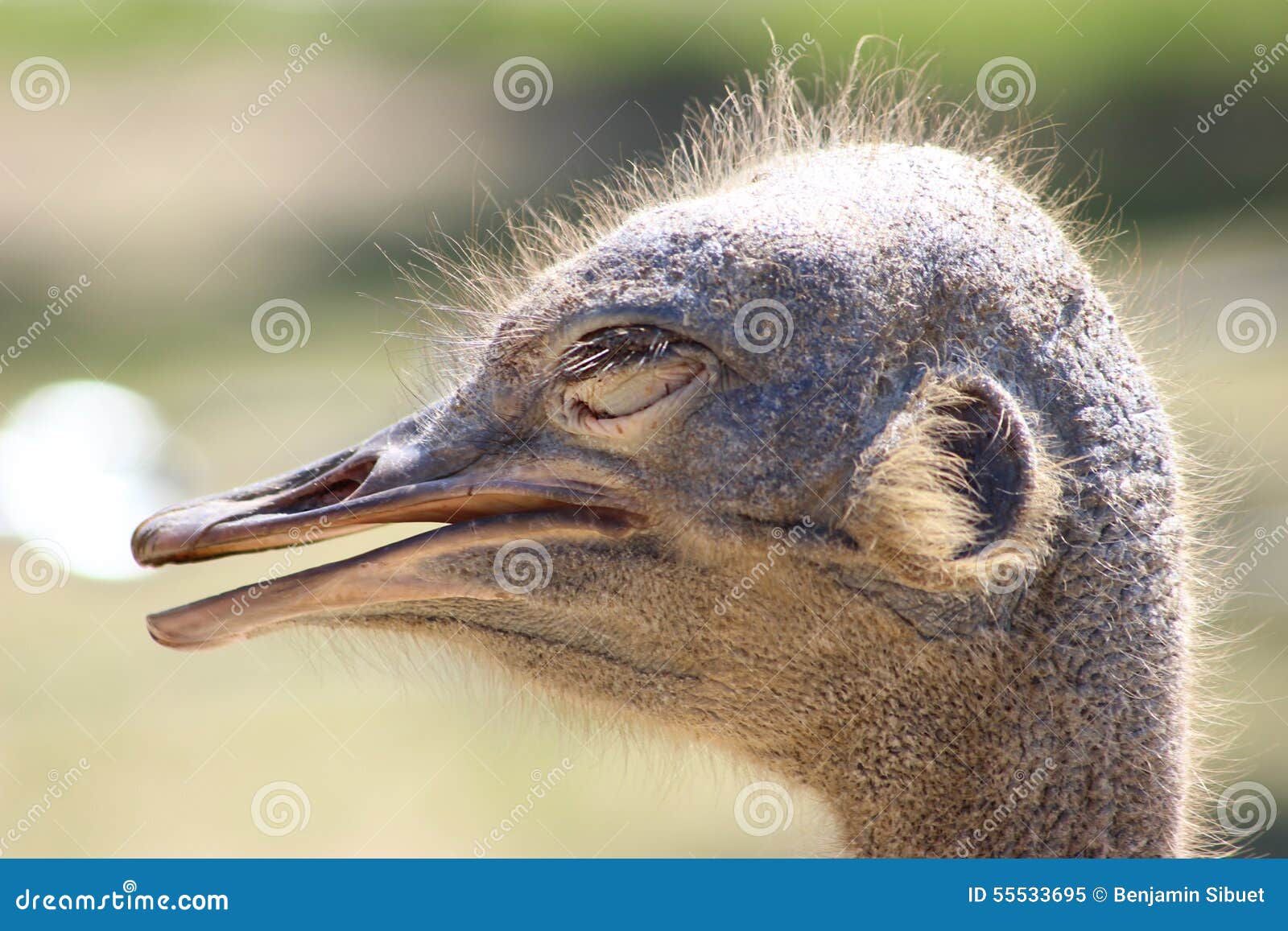 Ostrich with Open Beak stock image. Image of hair, neck - 55533695