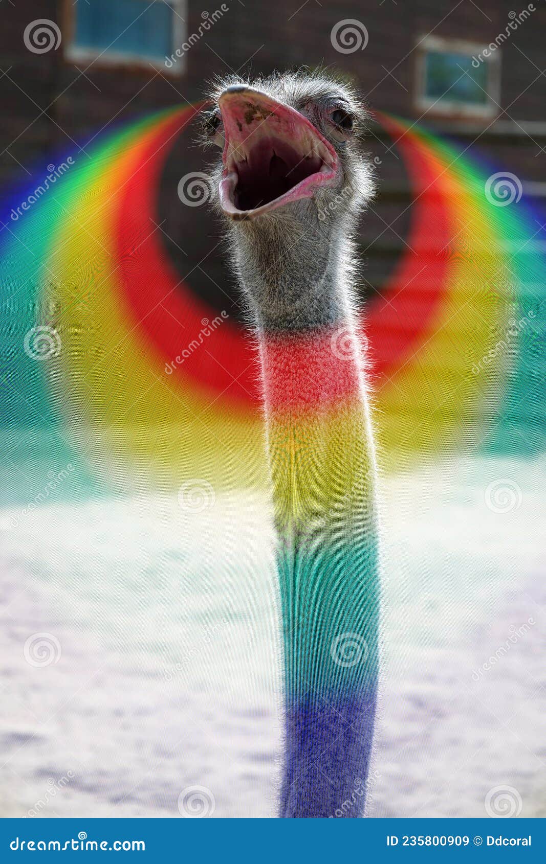 Ostrich with Open Mouth, Ostrich Yells Stock Image - Image of domestic ...