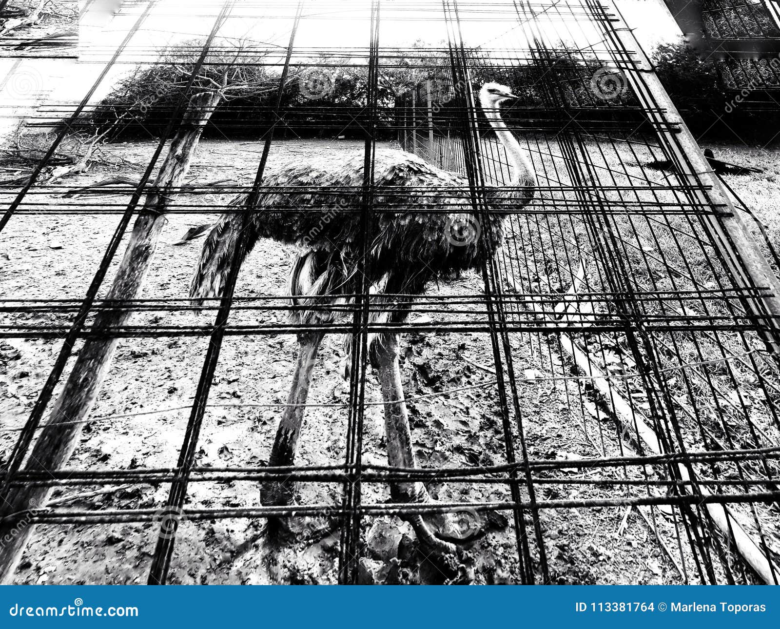 Ostrich stock photo. Image of black, ostrich, nature - 113381764