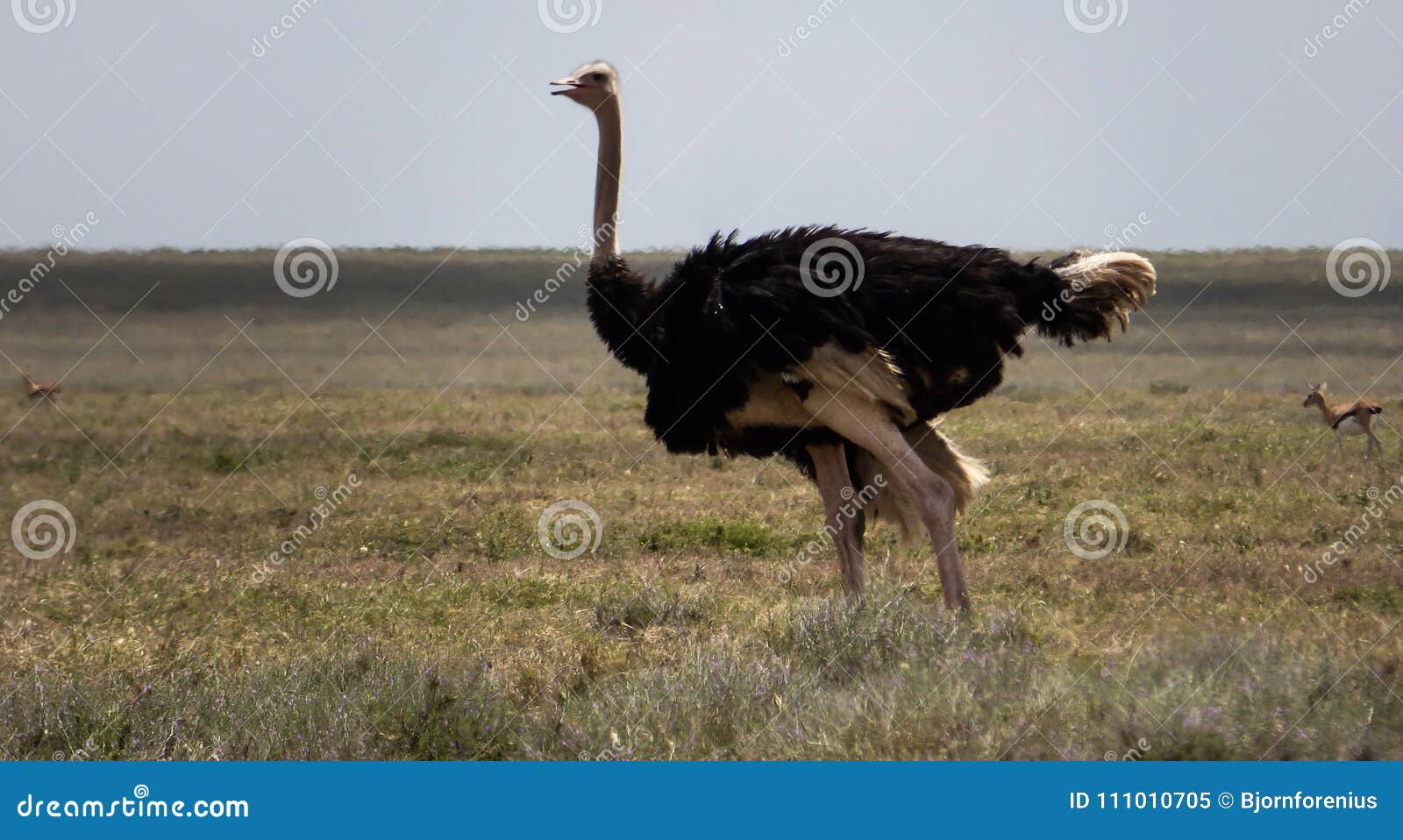 Ostrich stock image. Image of wilderness, wild, black - 111010705