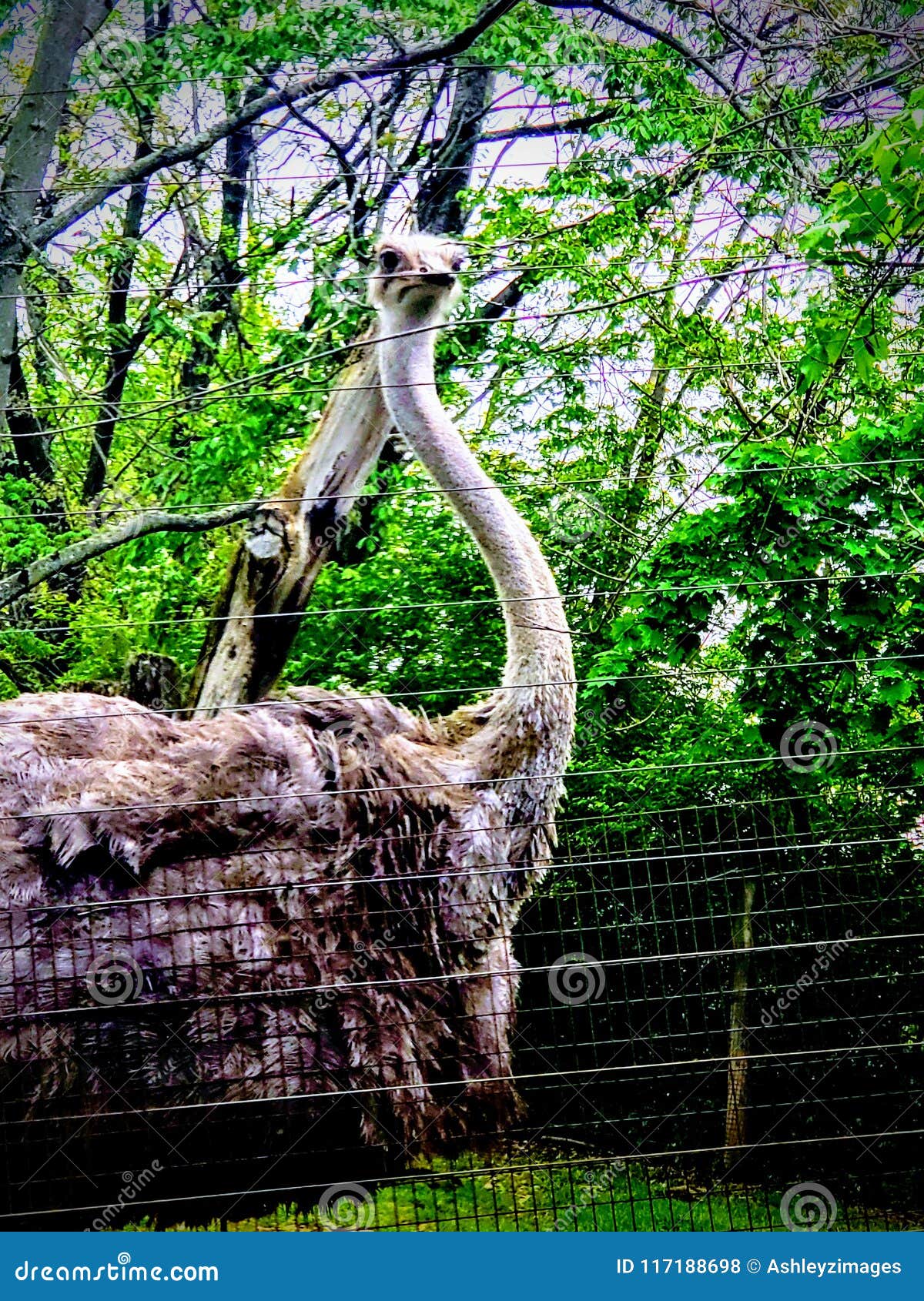 Ostrich stock photo. Image of wildlife, ostrich, trees - 117188698