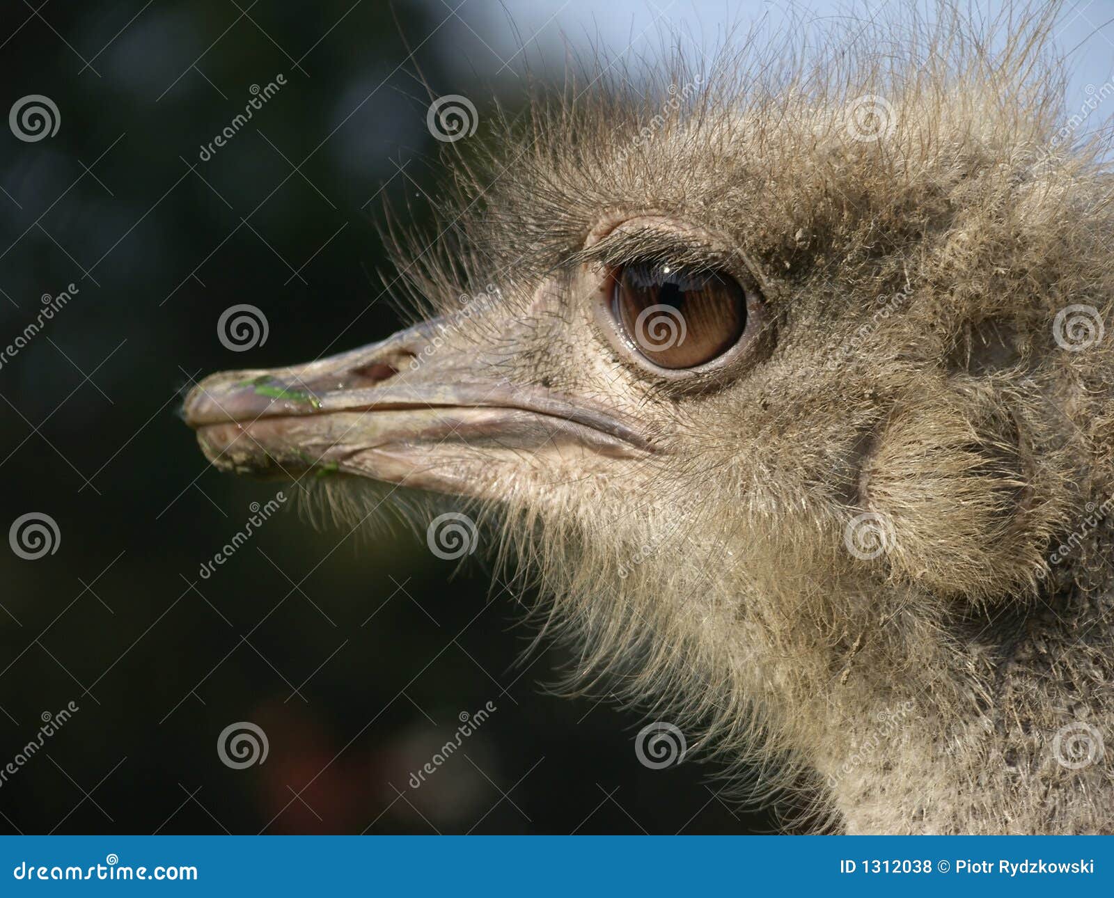 Ostrich portrait stock photo. Image of ostrich, standing - 1312038