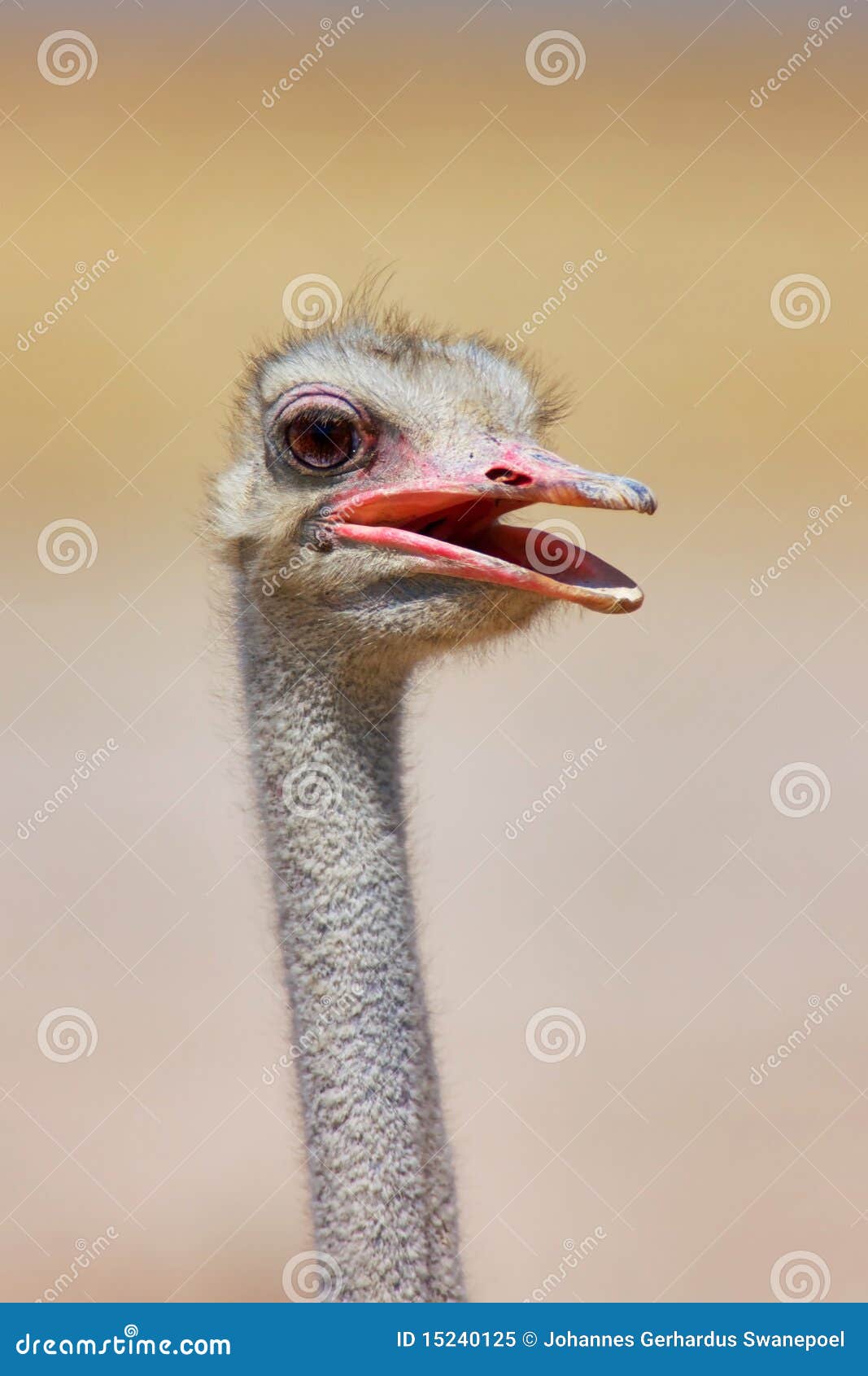 Ostrich portrait stock image. Image of camelus, wild - 15240125
