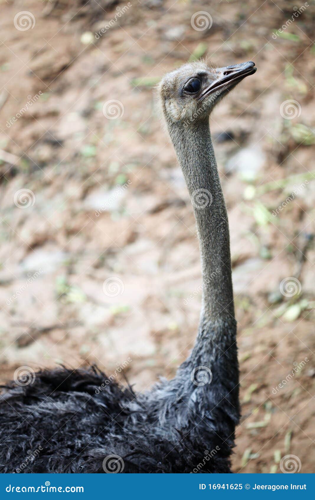 Ostrich portrait stock image. Image of curious, hair - 16941625
