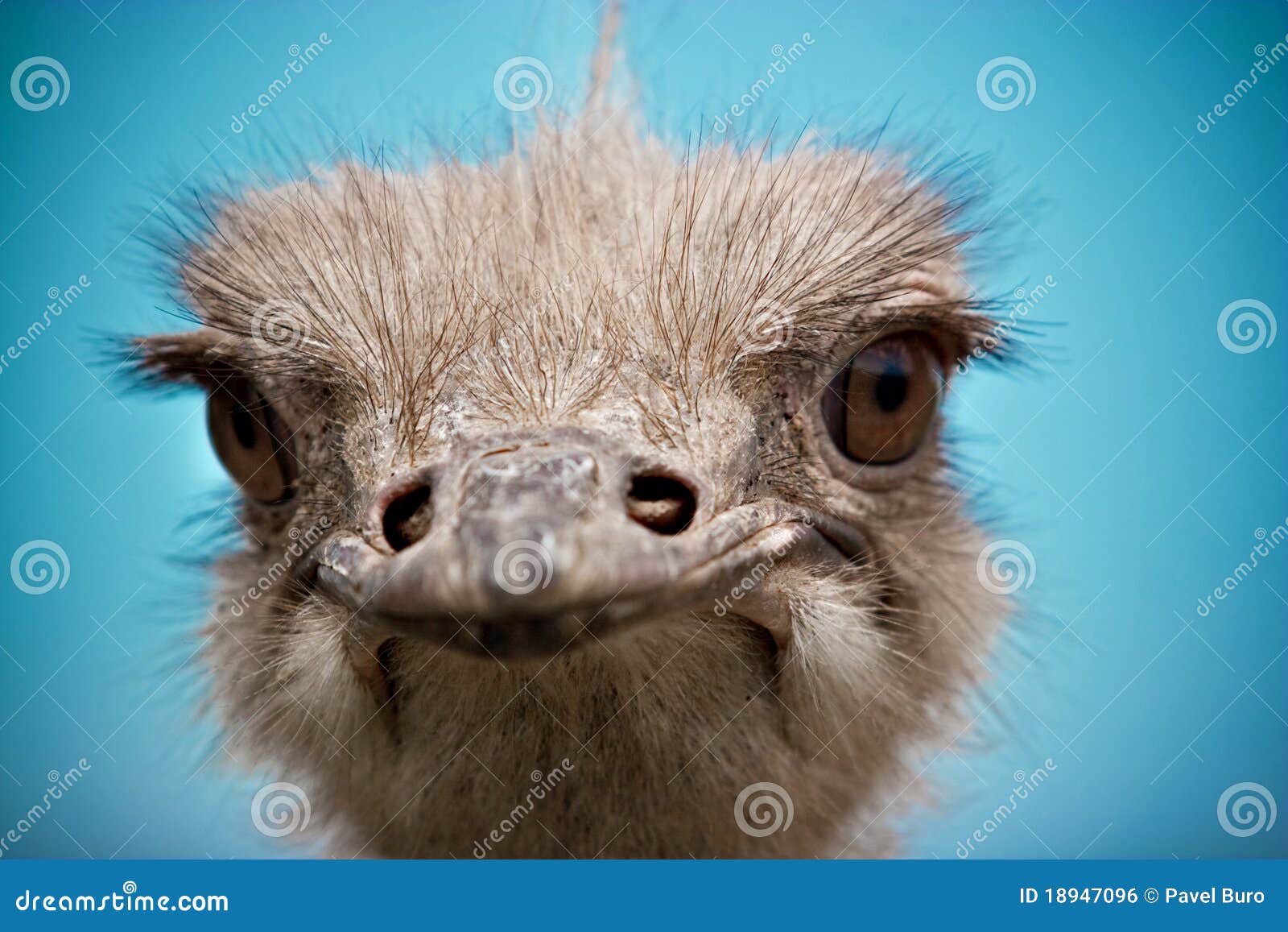 Ostrich portrait stock photo. Image of naturally, wild - 18947096