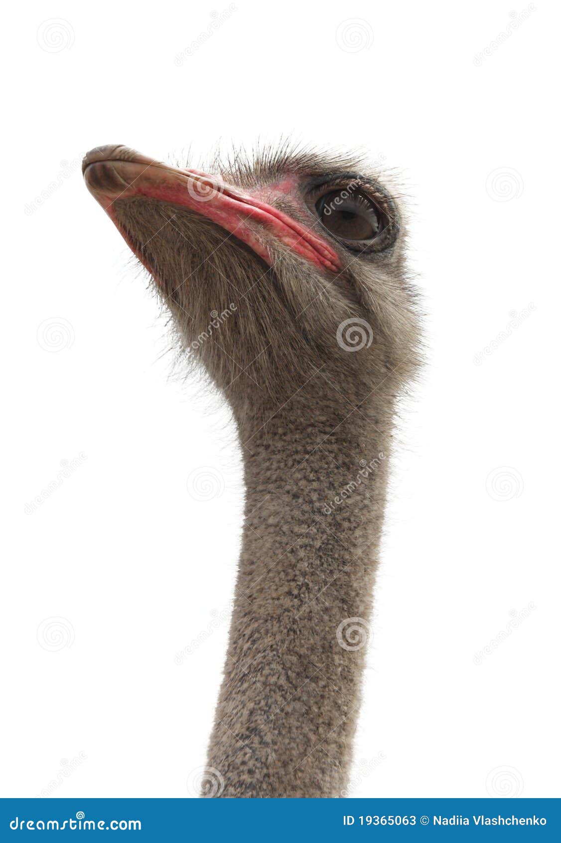 Ostrich portrait stock image. Image of nature, outdoors - 19365063