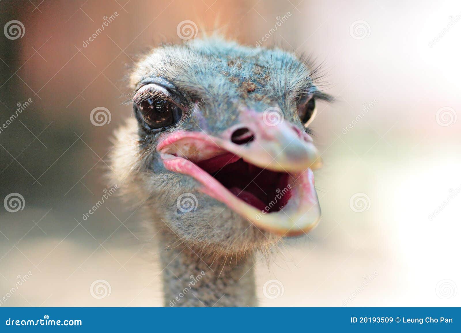 Ostrich portrait stock image. Image of portrait, wild - 20193509