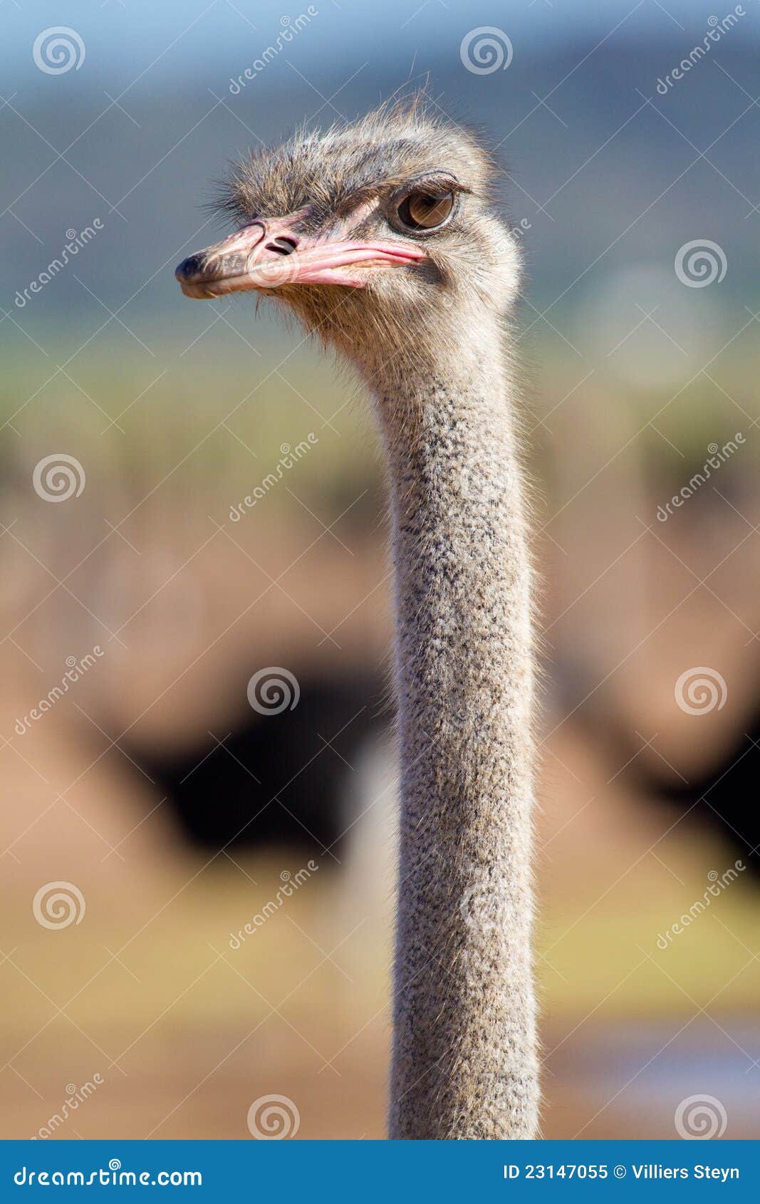 Ostrich portrait stock image. Image of vertical, ostrich - 23147055