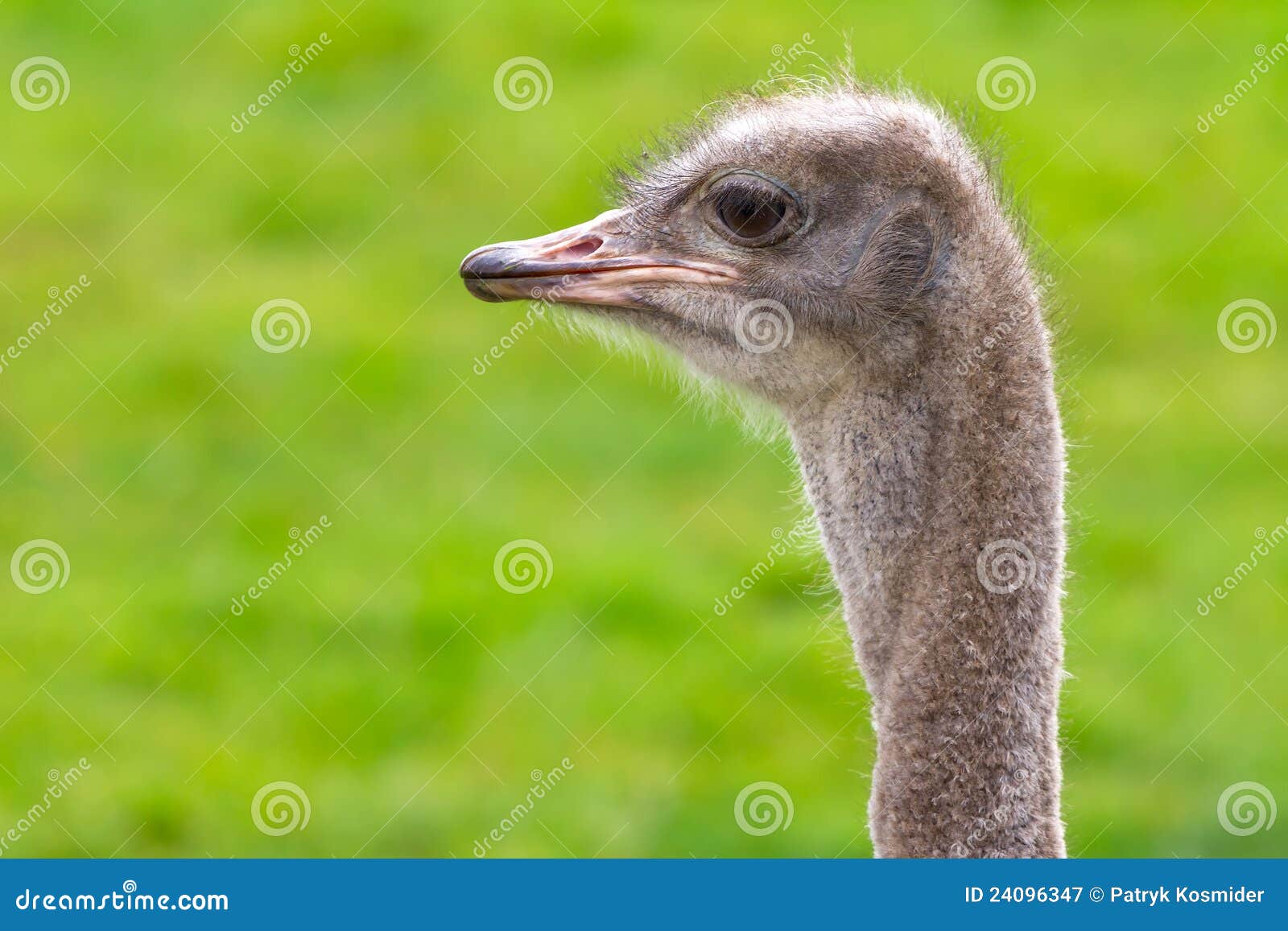 Ostrich portrait stock image. Image of cork, fauna, africa - 24096347