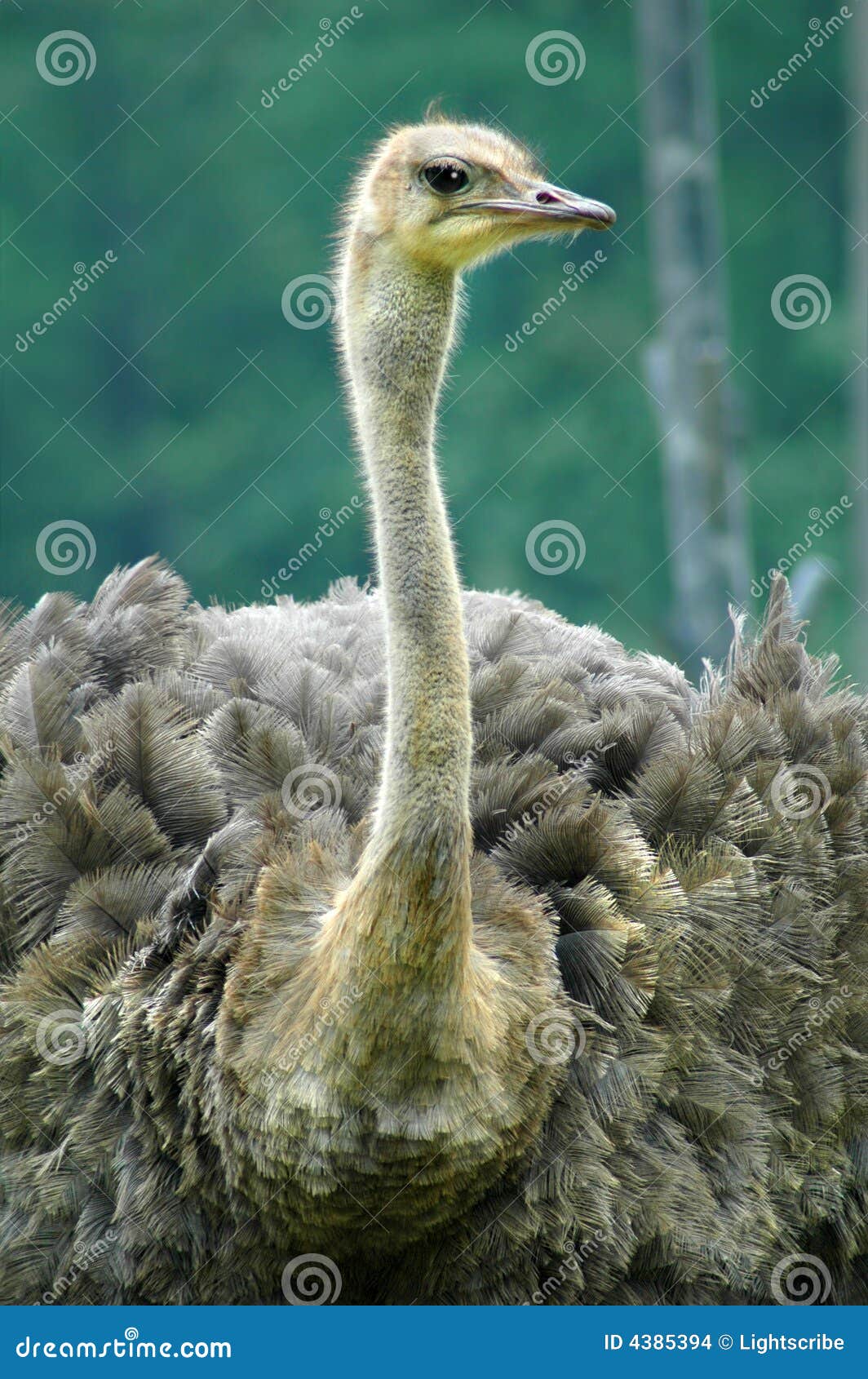Ostrich portrait stock photo. Image of look, flightless - 4385394