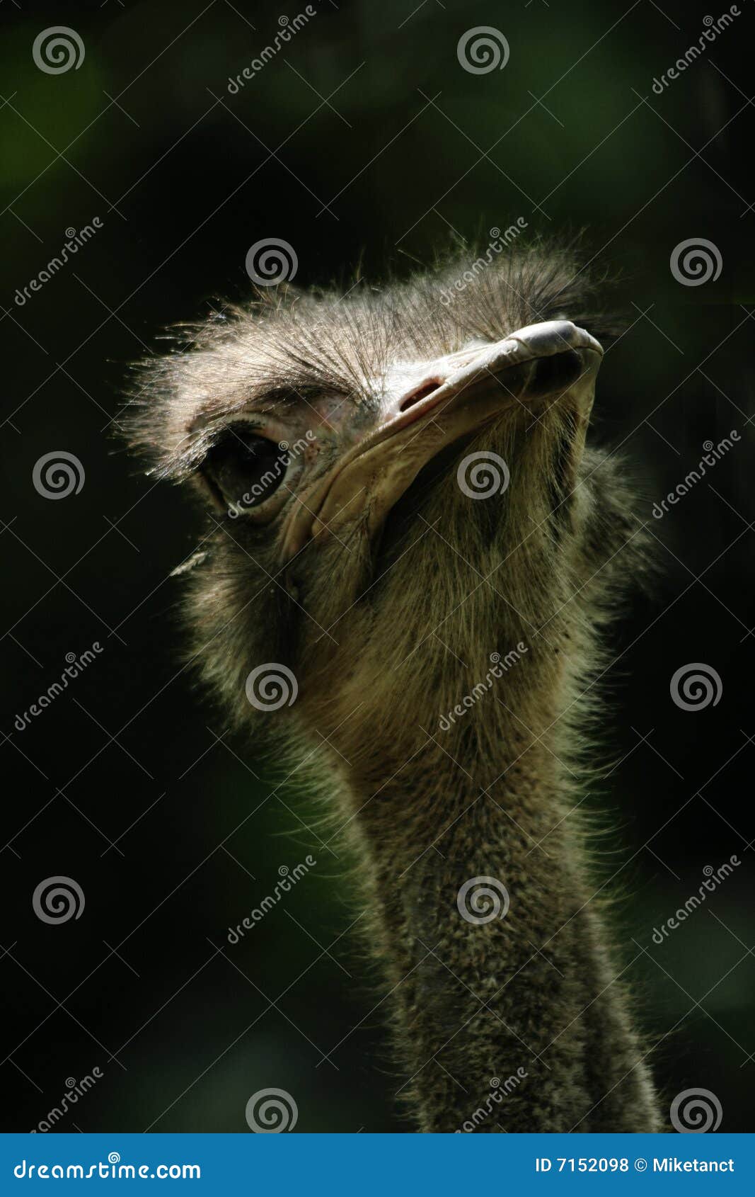 Ostrich Portrait stock photo. Image of head, ostrich, creature - 7152098