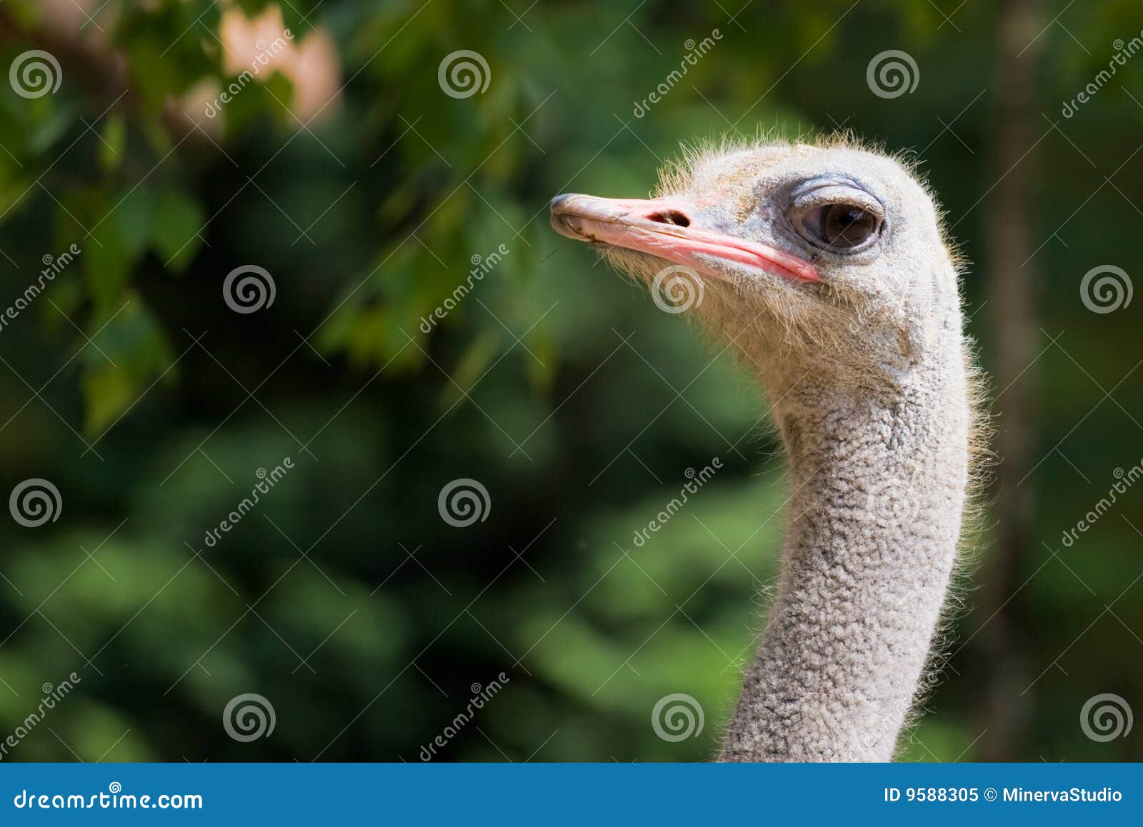 Ostrich portrait stock image. Image of nature, animal - 9588305