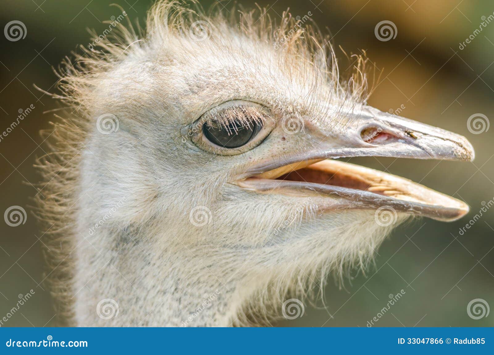 Ostrich Portrait stock photo. Image of close, african - 33047866