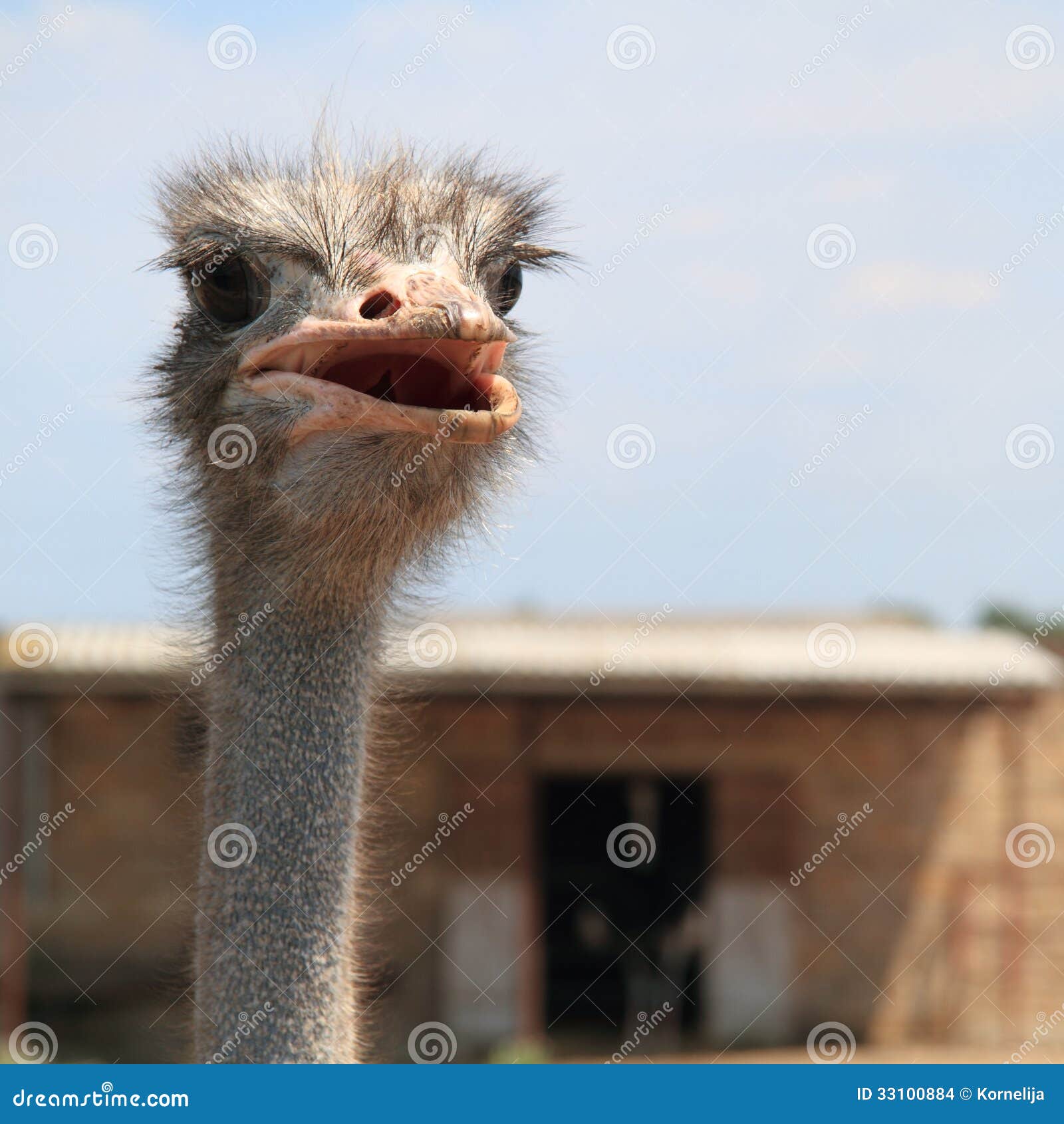 Ostrich portrait stock photo. Image of naturally, neck - 33100884