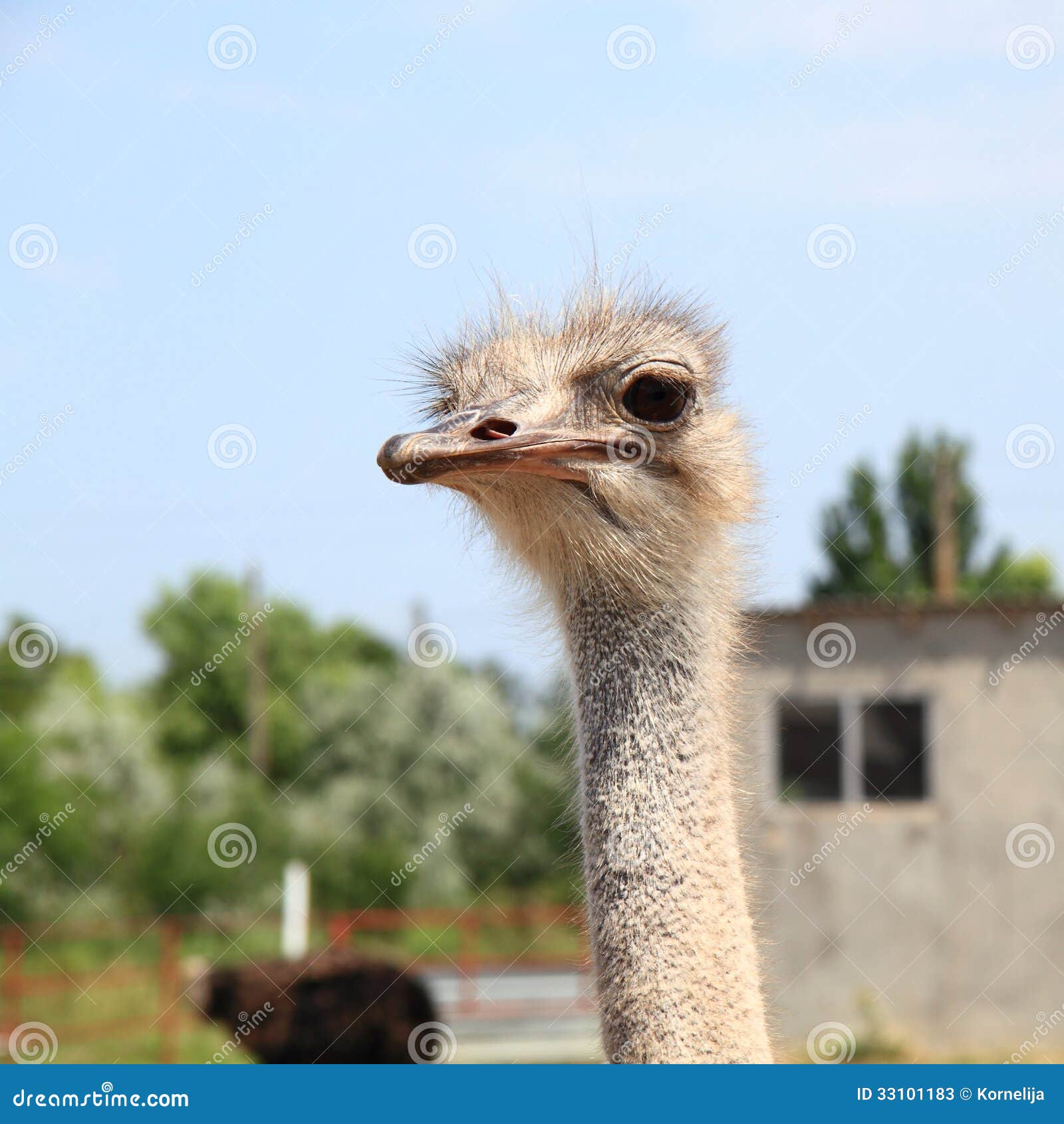 Ostrich portrait stock image. Image of front, ostriches - 33101183