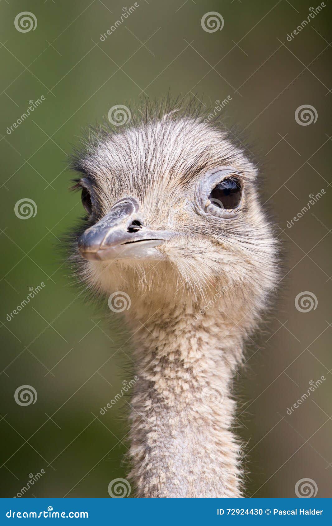 Ostrich portrait stock photo. Image of curious, africa - 72924430