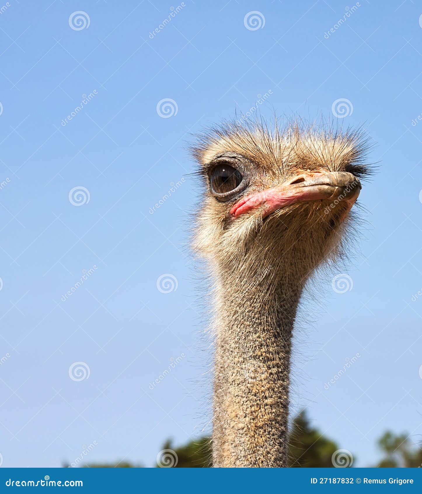 Ostrich Portrait - RAW Format Stock Photo - Image of closeup, high ...