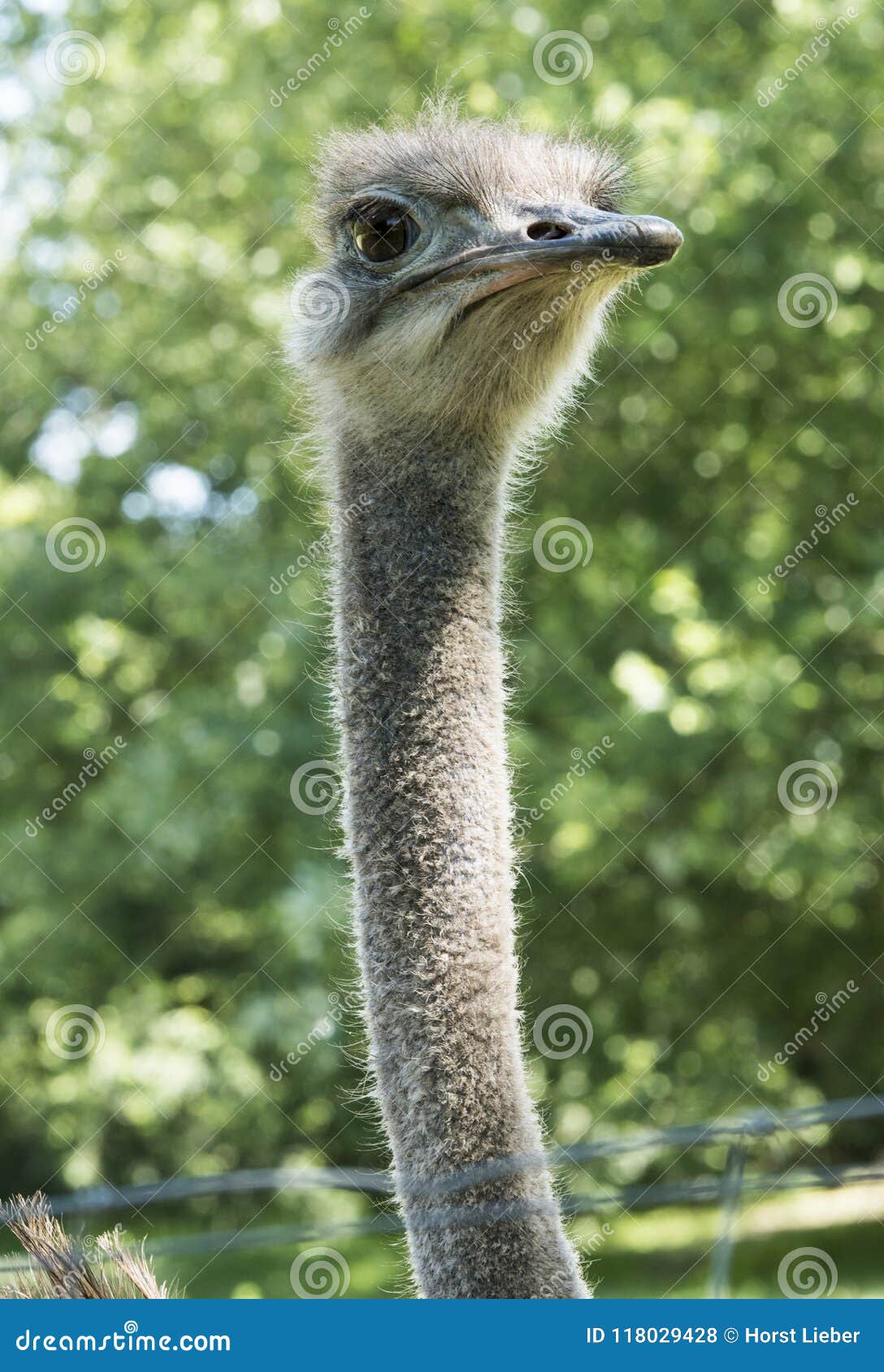 Ostrich Portrait Struthio Camelus Stock Photo - Image of beak, african ...