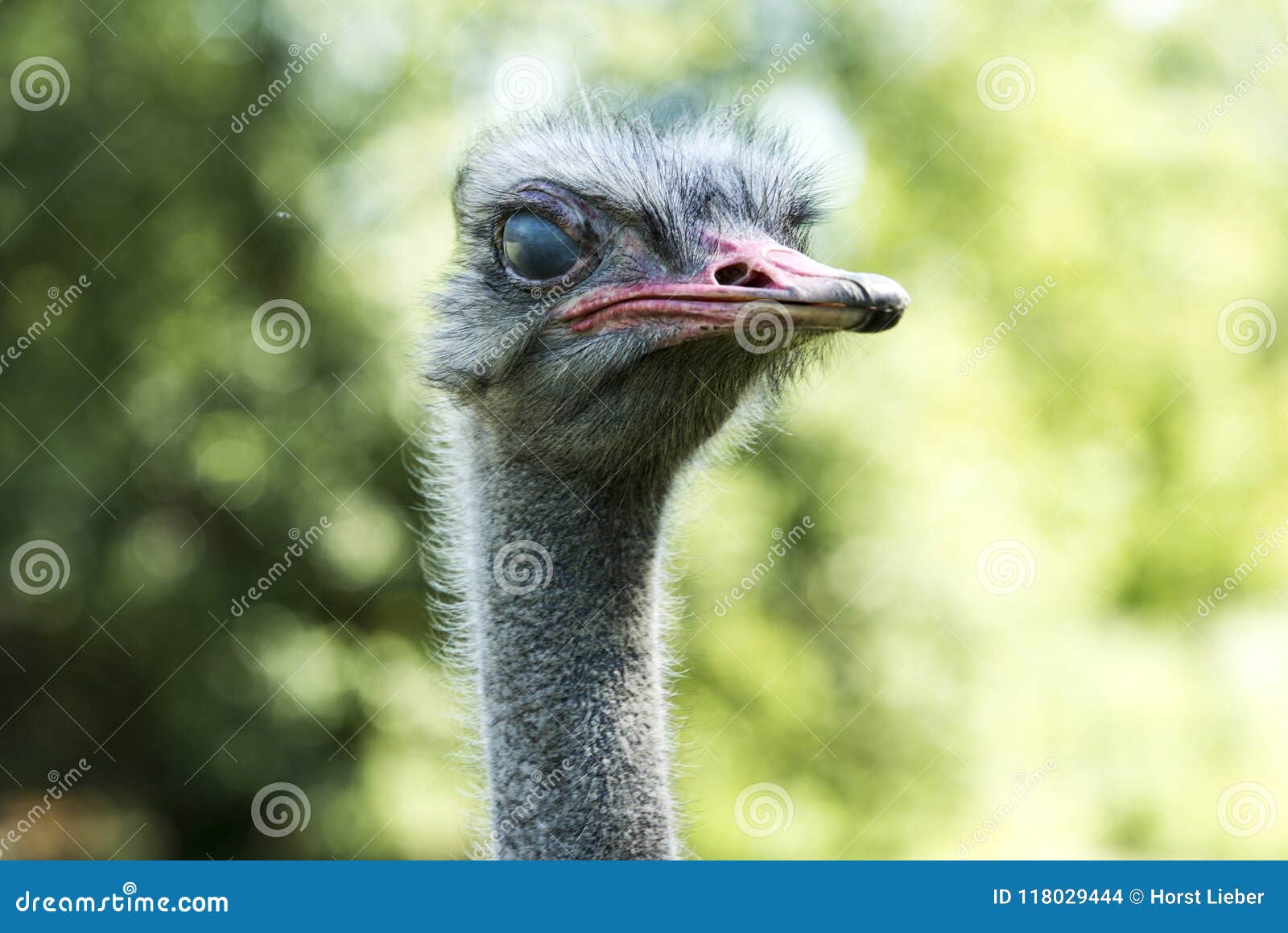 Ostrich Portrait Struthio Camelus Stock Photo - Image of looking, bird ...