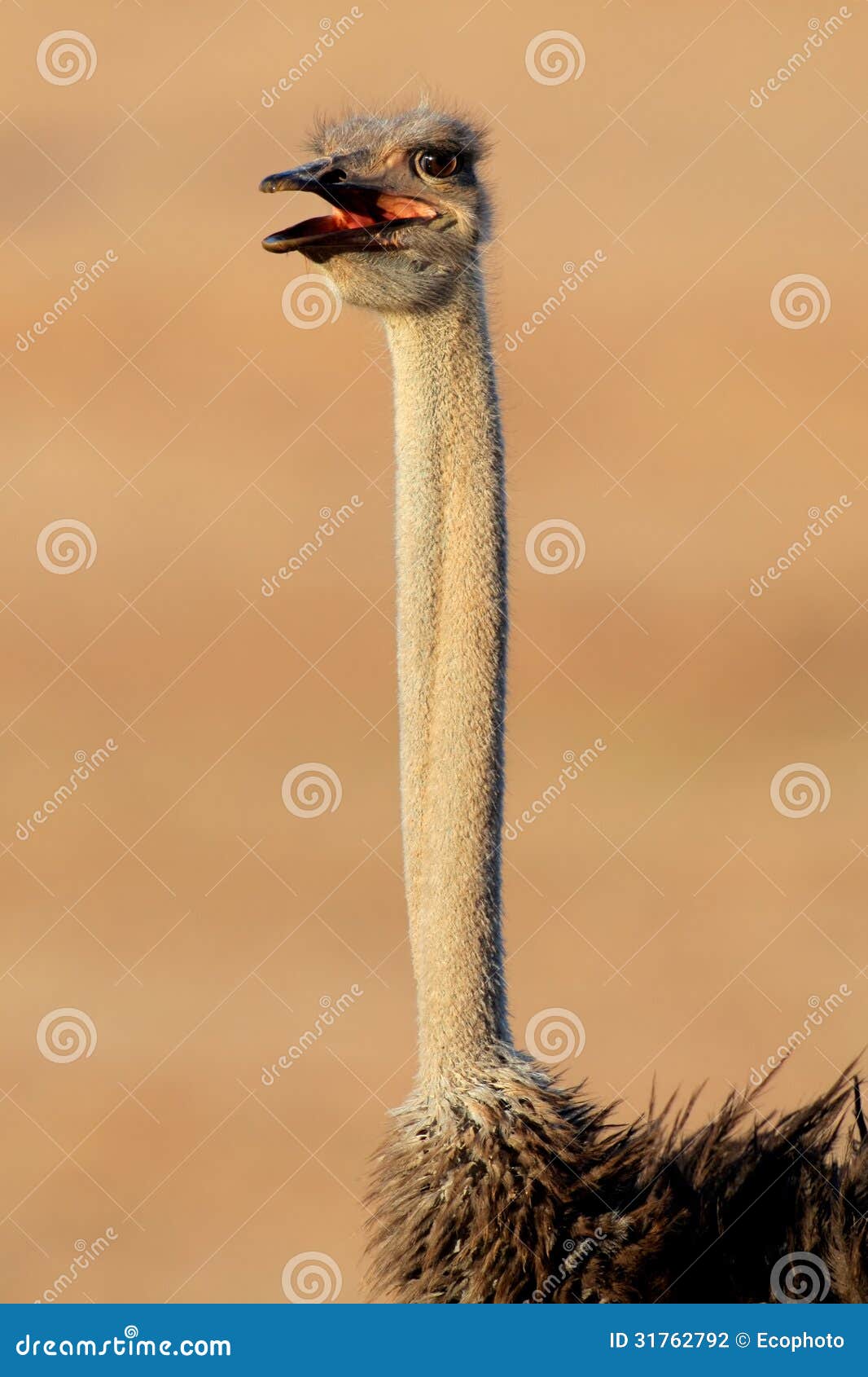 Ostrich portrait stock photo. Image of vertical, alert - 31762792