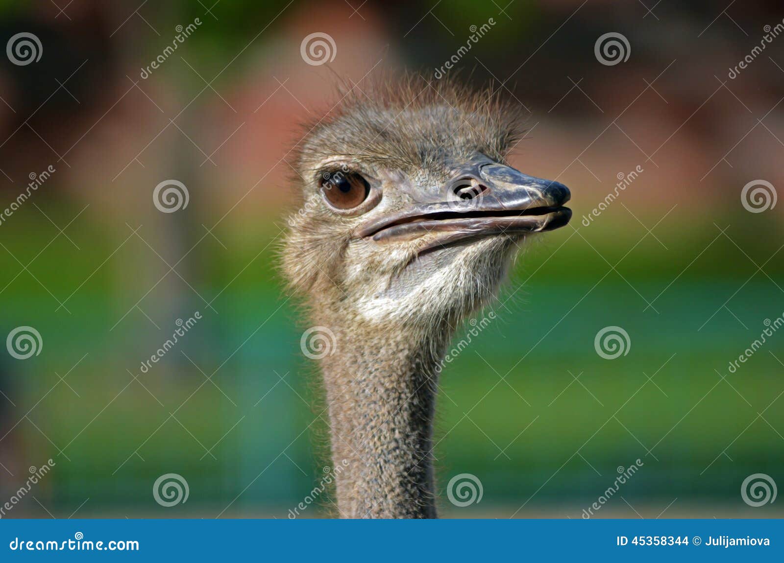 Ostrich stock photo. Image of ostrich, nature, wild, close - 45358344