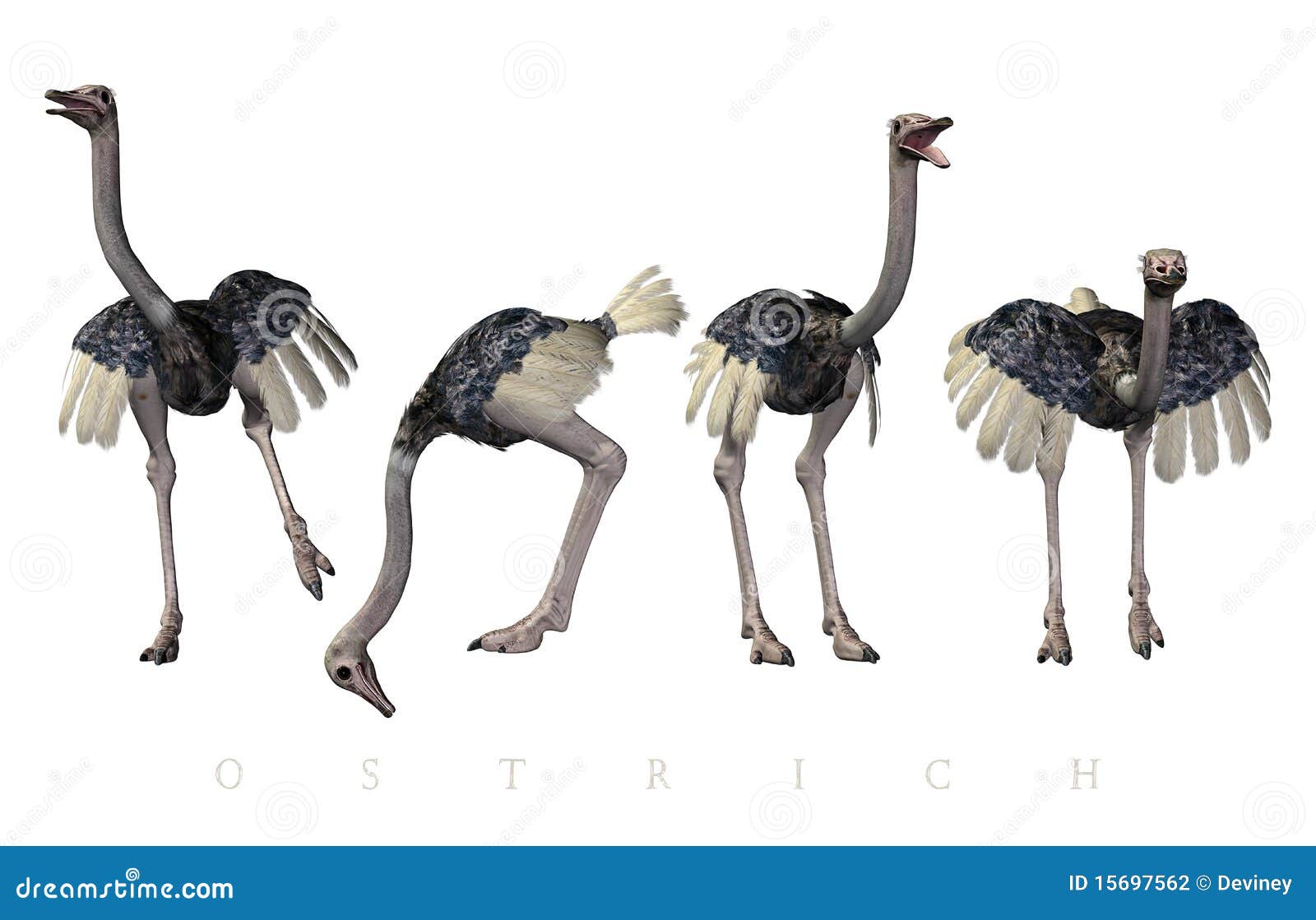 Ostrich poses stock illustration. Illustration of avian - 15697562
