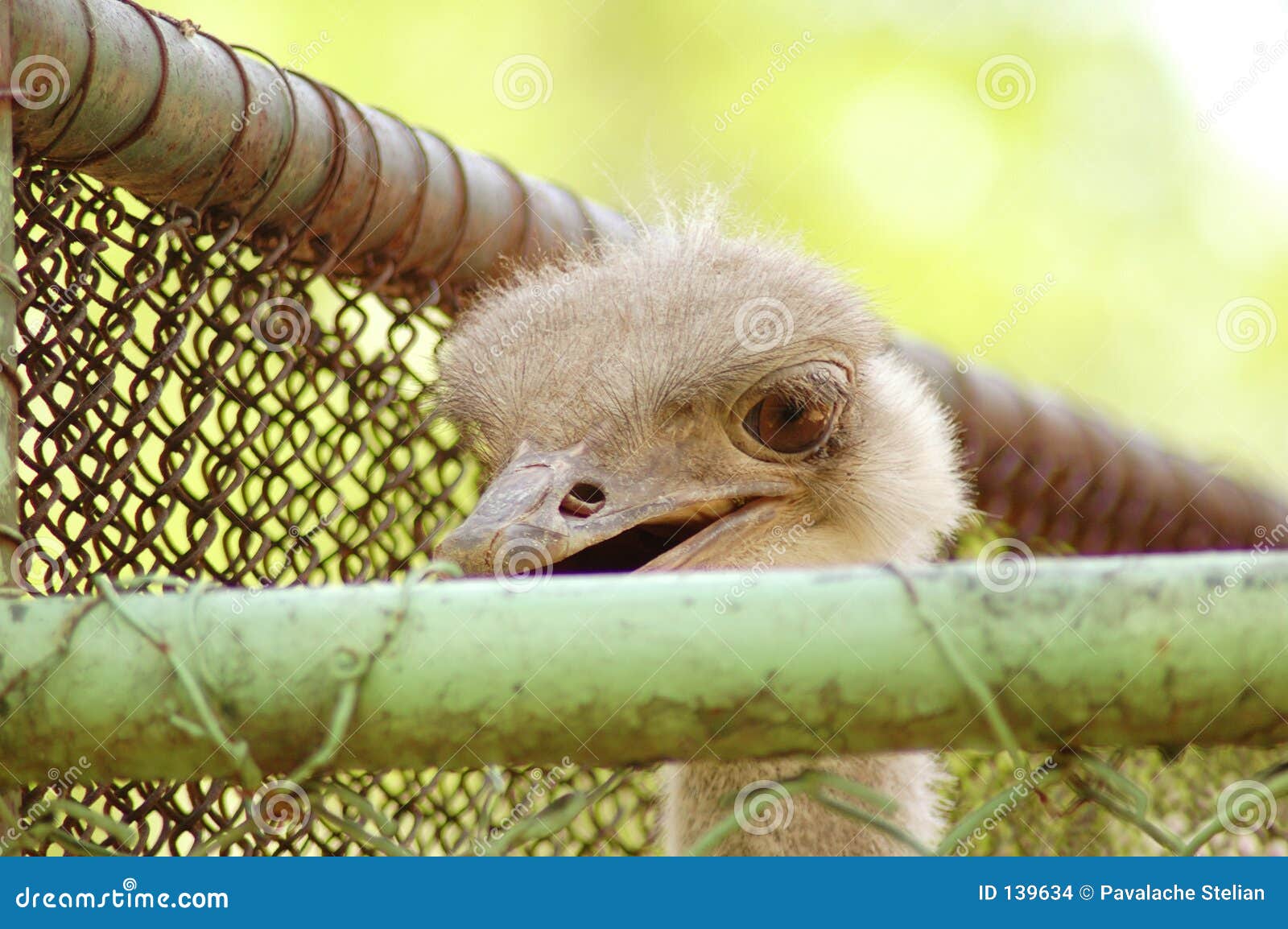 Ostrich prisoner and sad stock photo. Image of large, closeup - 139634