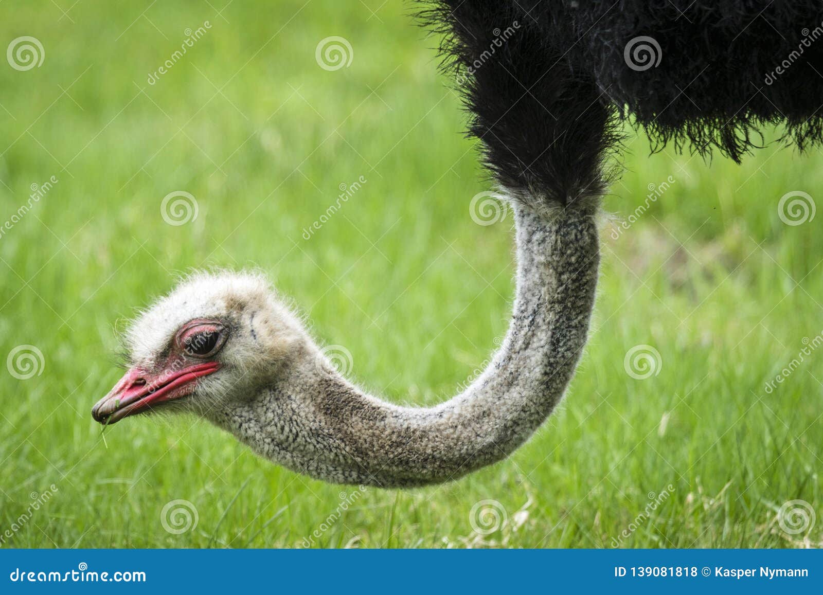 Ostrich with a Red Beak Eating Fresh Green Grass Stock Photo - Image of ...