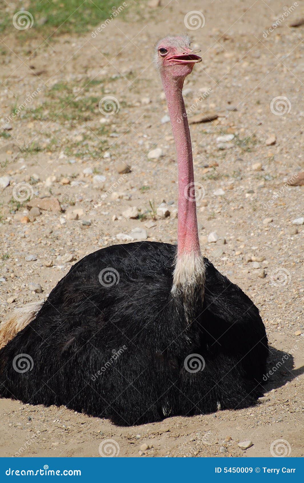 Ostrich relaxing stock image. Image of bill, wildlife - 5450009