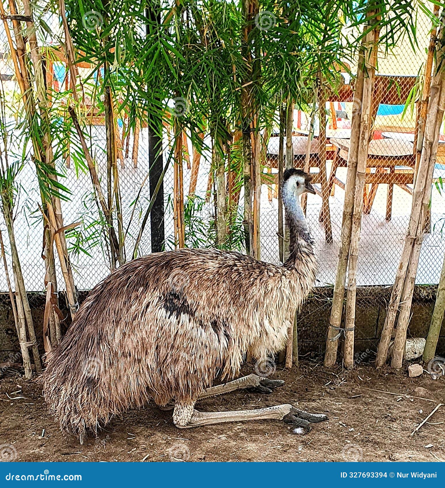 An Ostrich Rest in the Open Cage at the Park Stock Photo - Image of ...