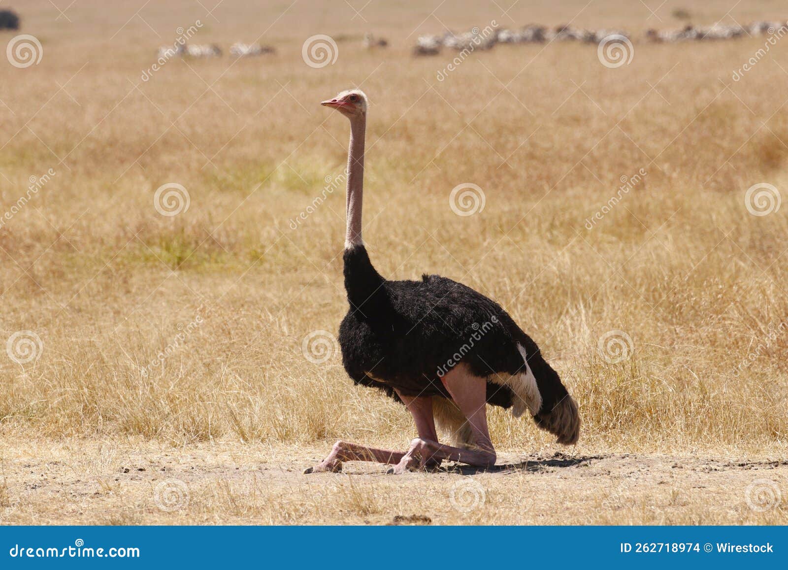 Ostrich Resting on the Ground Outdoors Covered with Golden Grass Stock ...