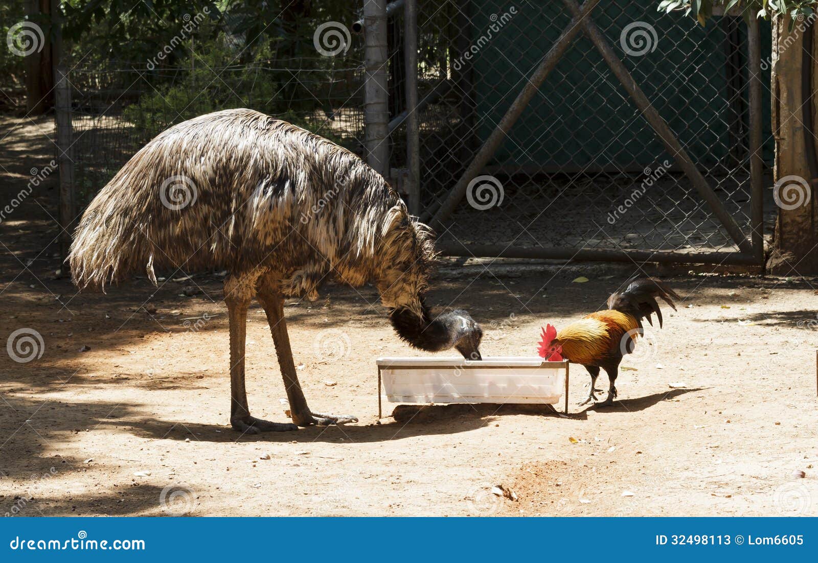 Ostrich and rooster stock image. Image of chicken, bird - 32498113