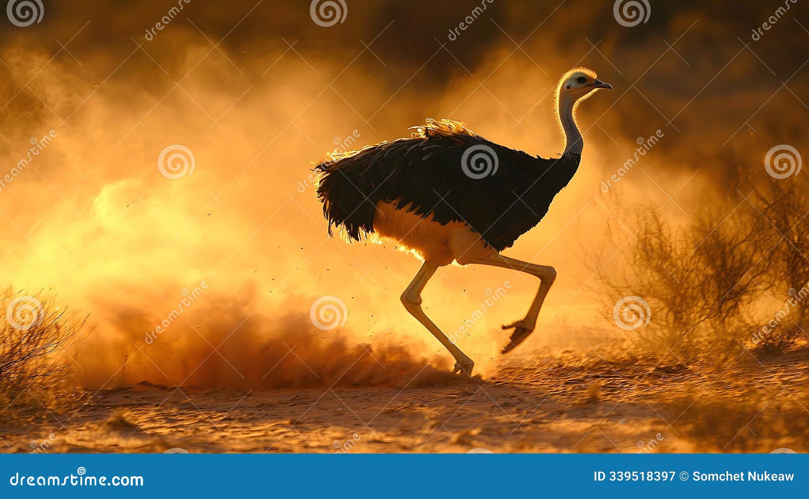 Ostrich Running through a Dusty Landscape at Sunset Stock Illustration ...